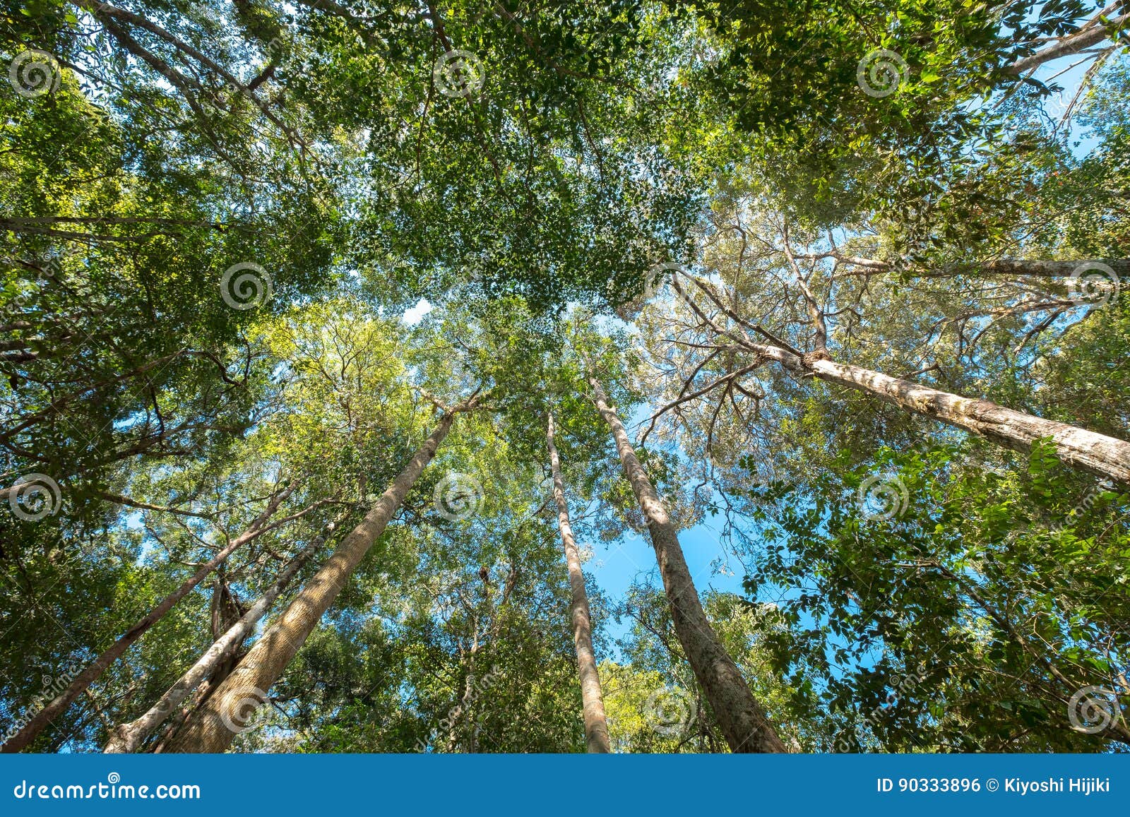 The Warm Spring Sun Shining through Trees, Tree Looking Up Stock Photo ...