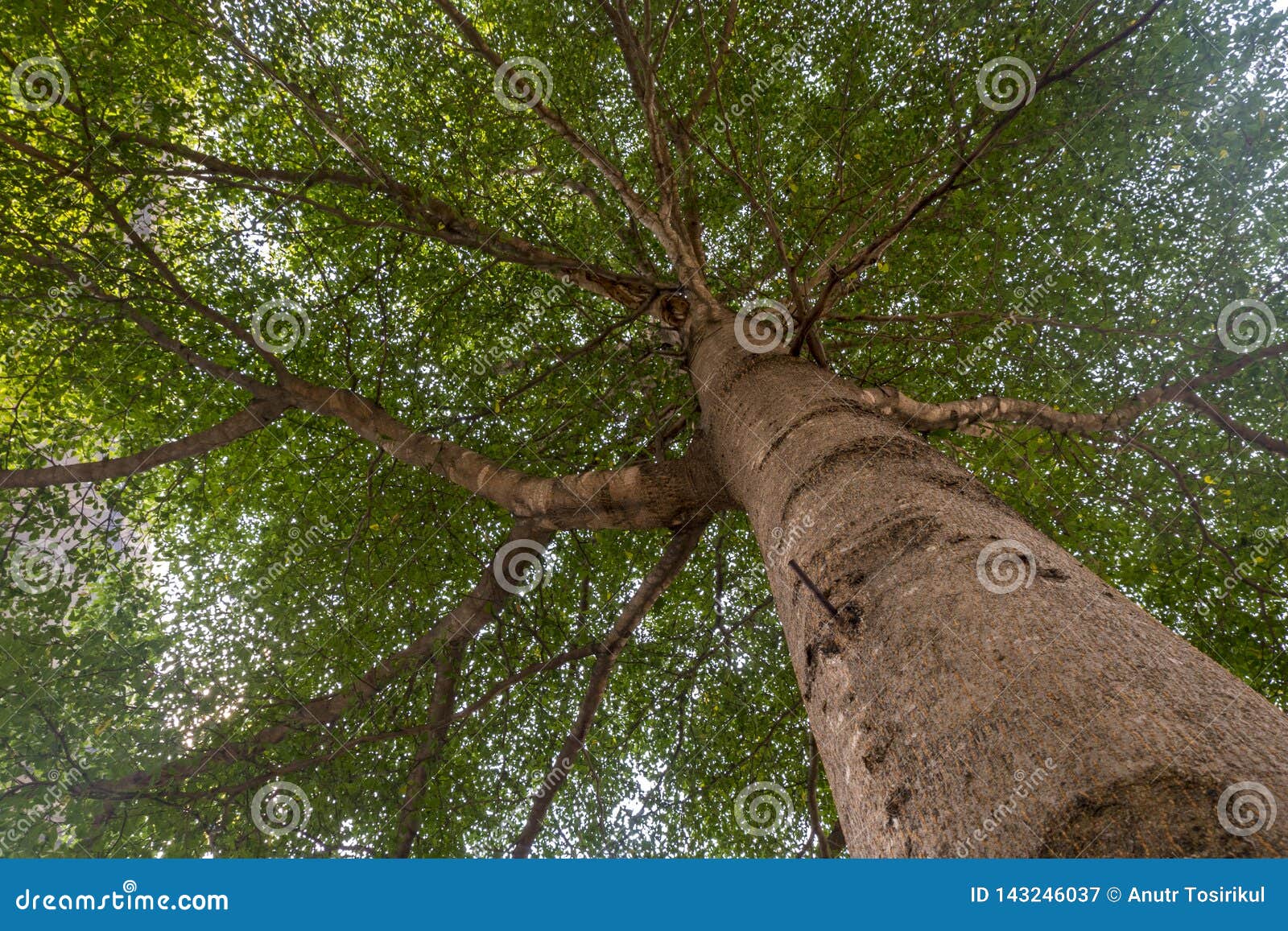 Look Up the Tree at the Park Stock Image - Image of background ...