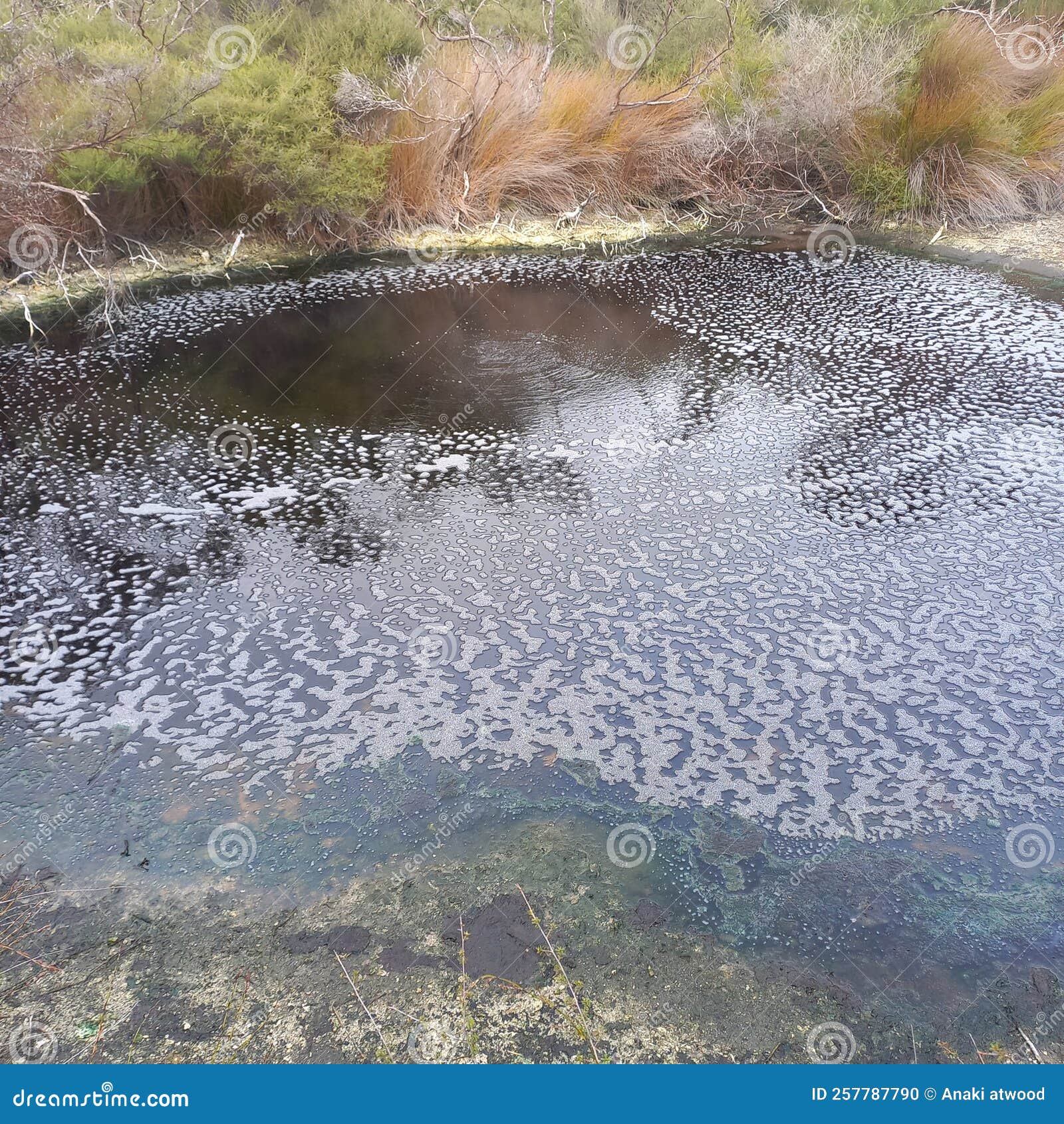 Warm Steamy Bubbling Waterhole Stock Photo - Image of leaf, terrain ...