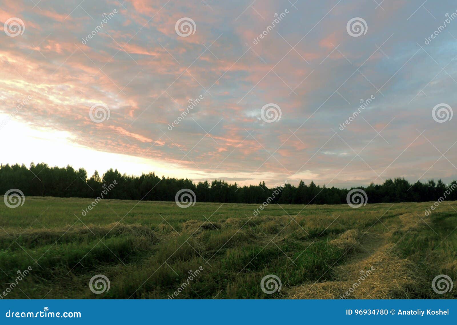 Warm Summer Evening. Colorful Sunset Over a Compressed Field Stock ...
