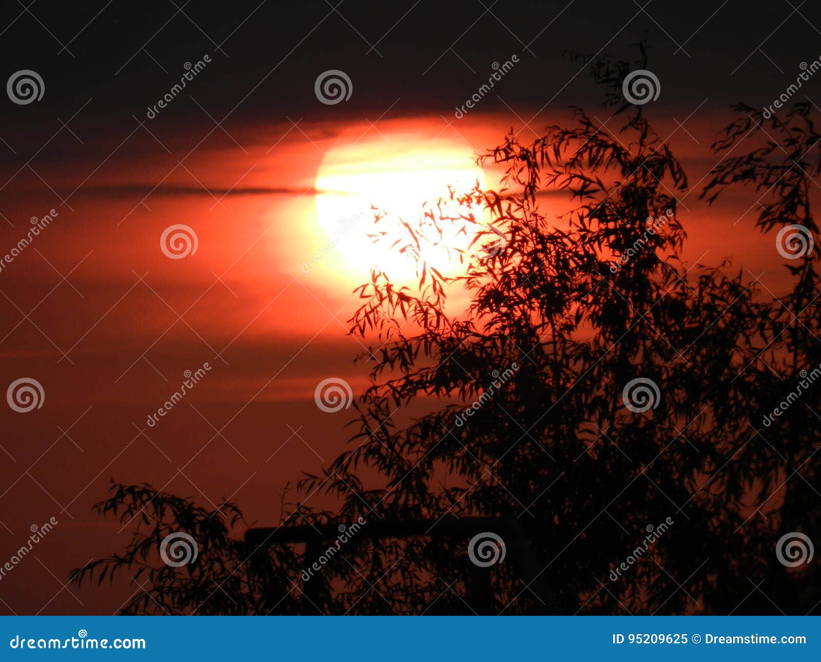 Warm summer sunset stock image. Image of leaves, tree - 95209625