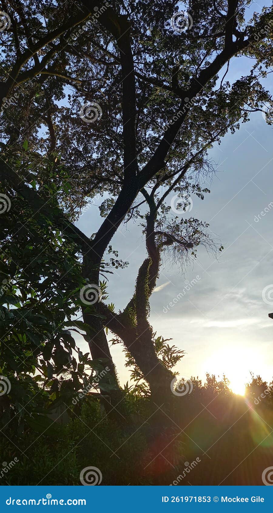 The Warm of Sun and the Tree of Freedom Stock Image - Image of warm ...