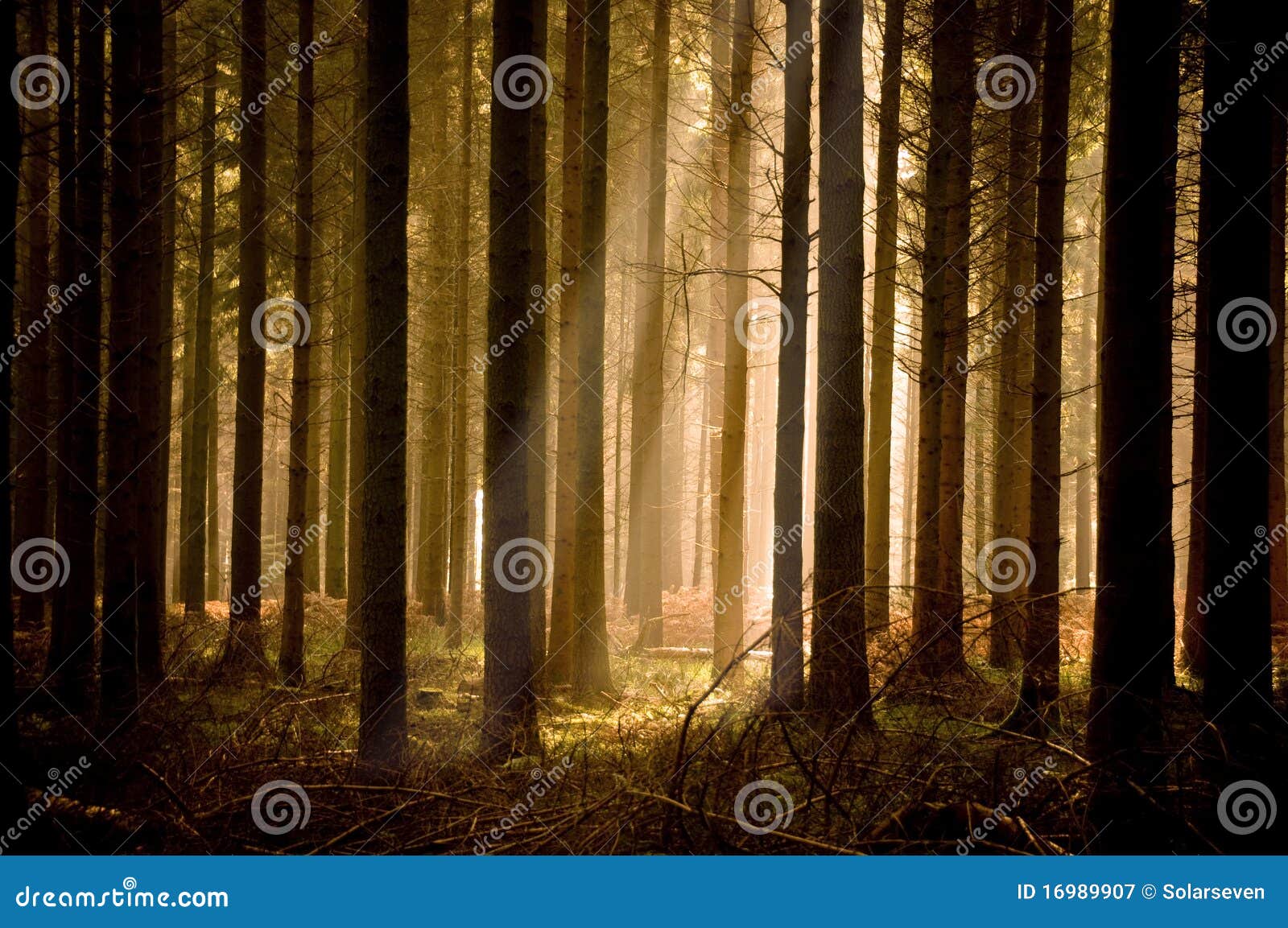 Warm Sunbeams through a Forest Stock Image - Image of blue, advernture ...