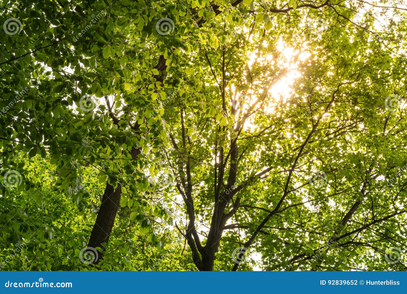 Warm Sunlight through Green Tree Canopy Leaves Nature Outdoors P Stock ...