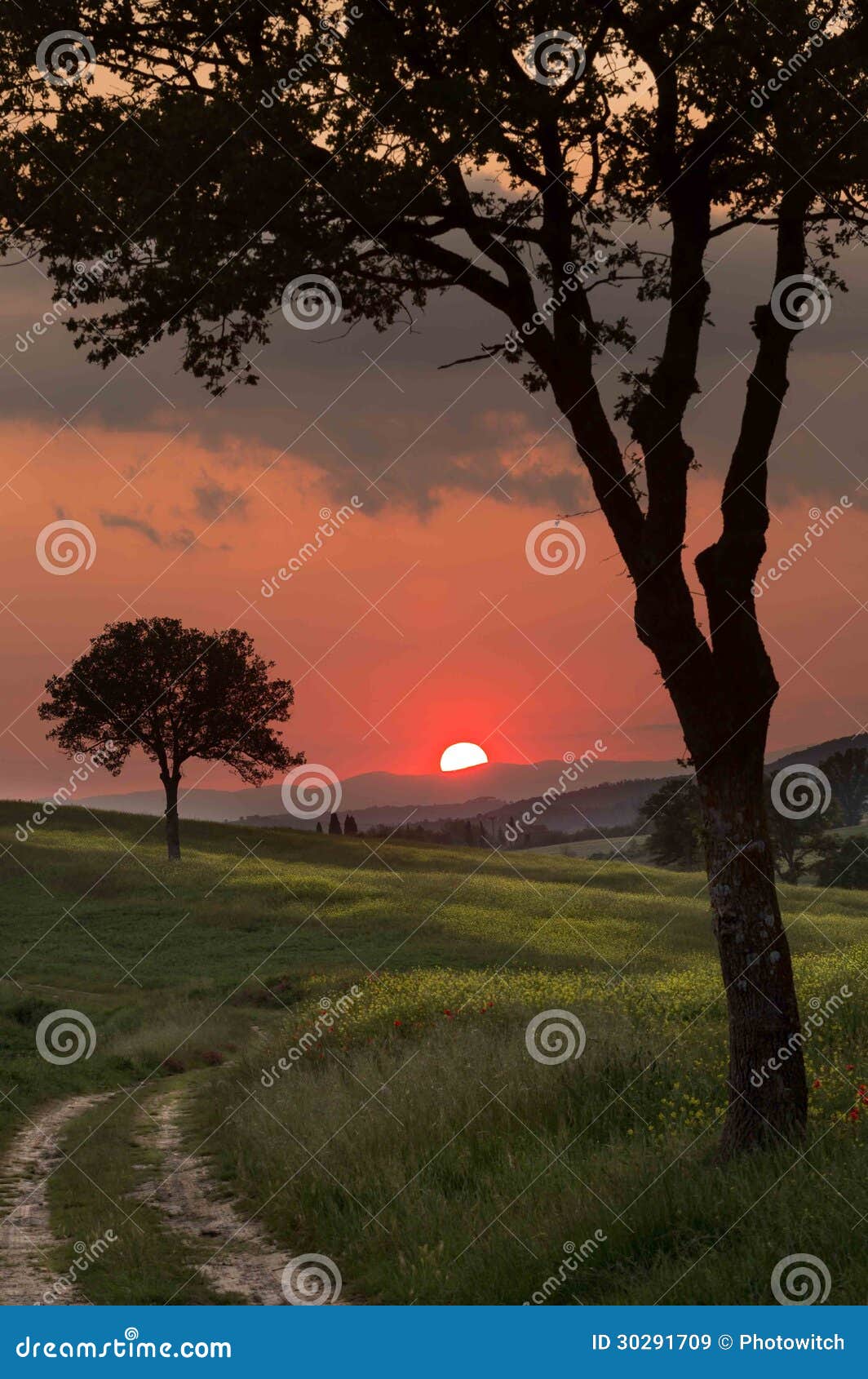 Silhouette Trees in Tuscany Stock Image - Image of italy, nature: 30291709