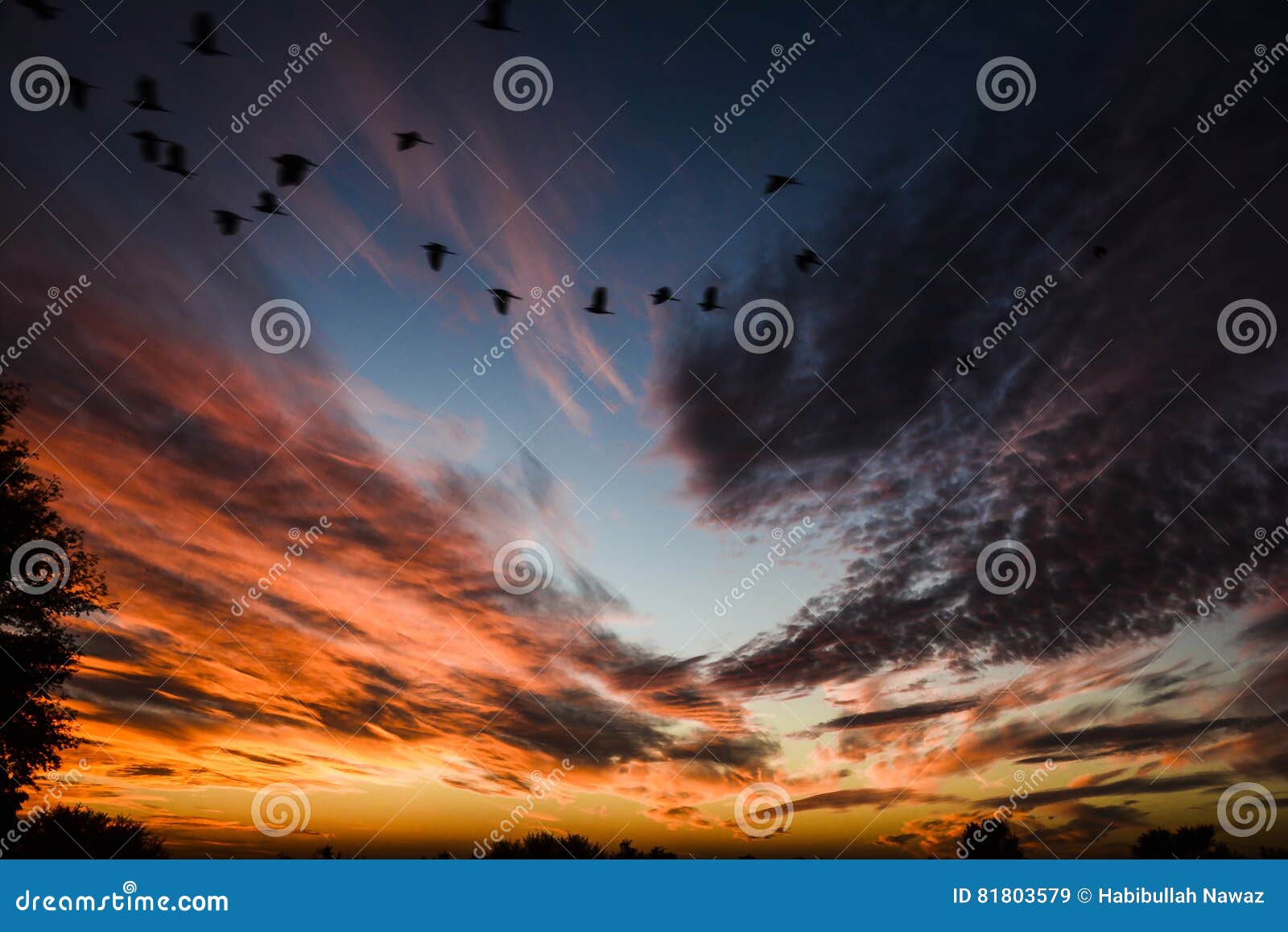 Warm Sunset - Birds Flying Back Home in the Evening Stock Image - Image ...