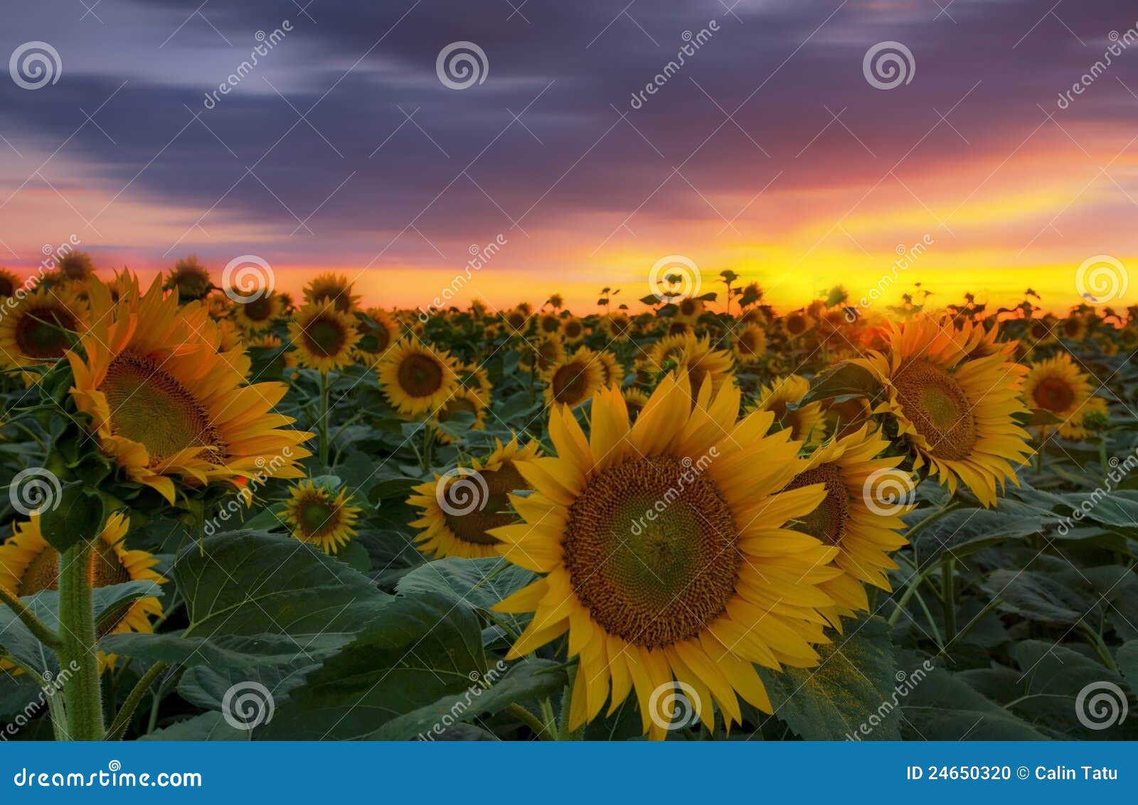 Warm Sunset Light and Sunflower Field Stock Photo - Image of feed, land ...