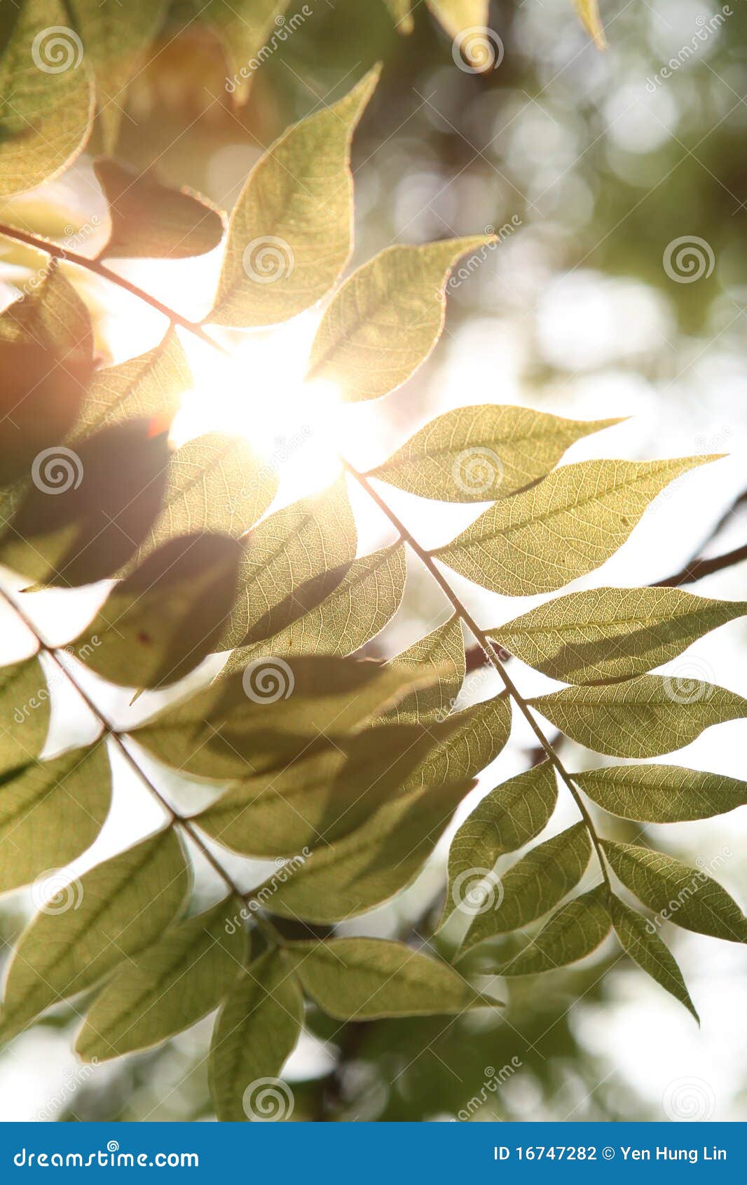 Warm Sunshine with Green Leaf Stock Photo - Image of environment ...