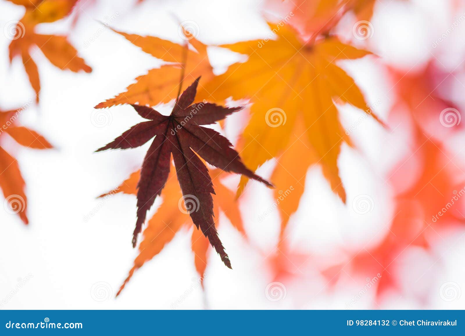 Warm Tone Color of Maple Leaf and Branch. Stock Photo - Image of color ...