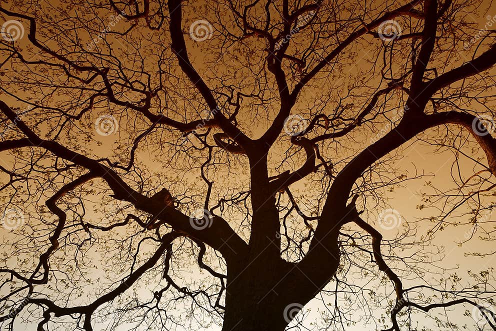 Warm Tree Silhouette stock photo. Image of angle, silhouette - 39383100