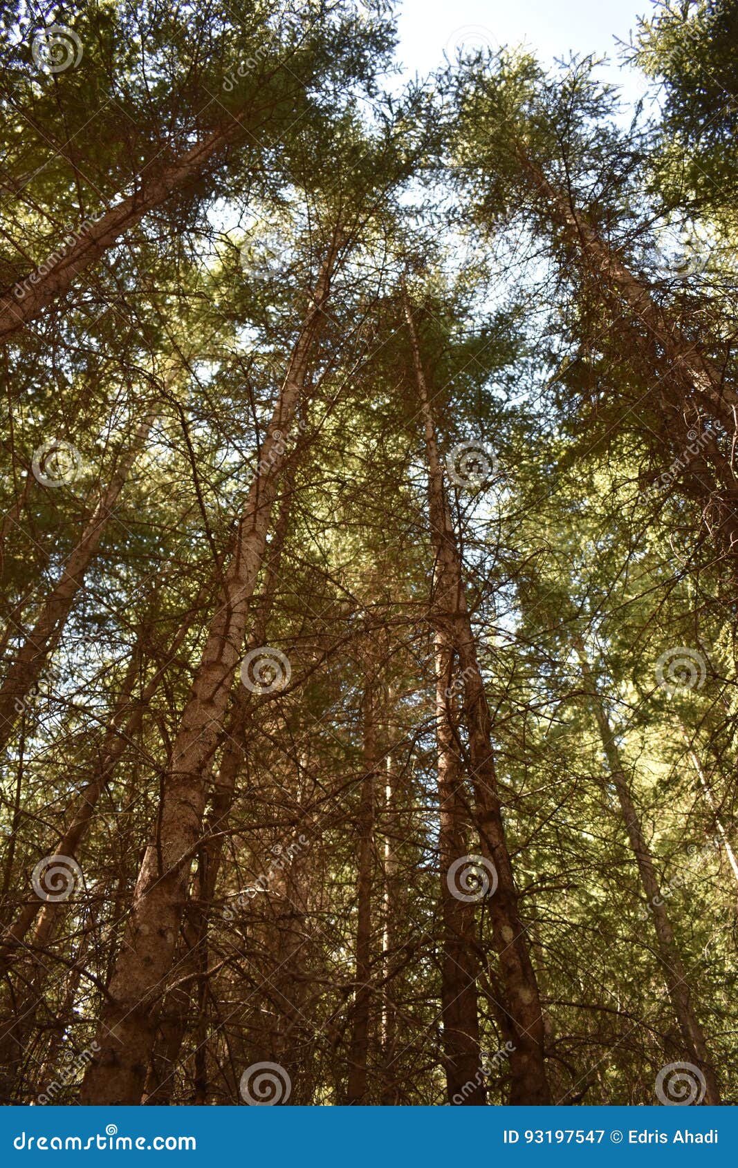 Warm Trees stock image. Image of warmth, tall, shot, backgroud - 93197547