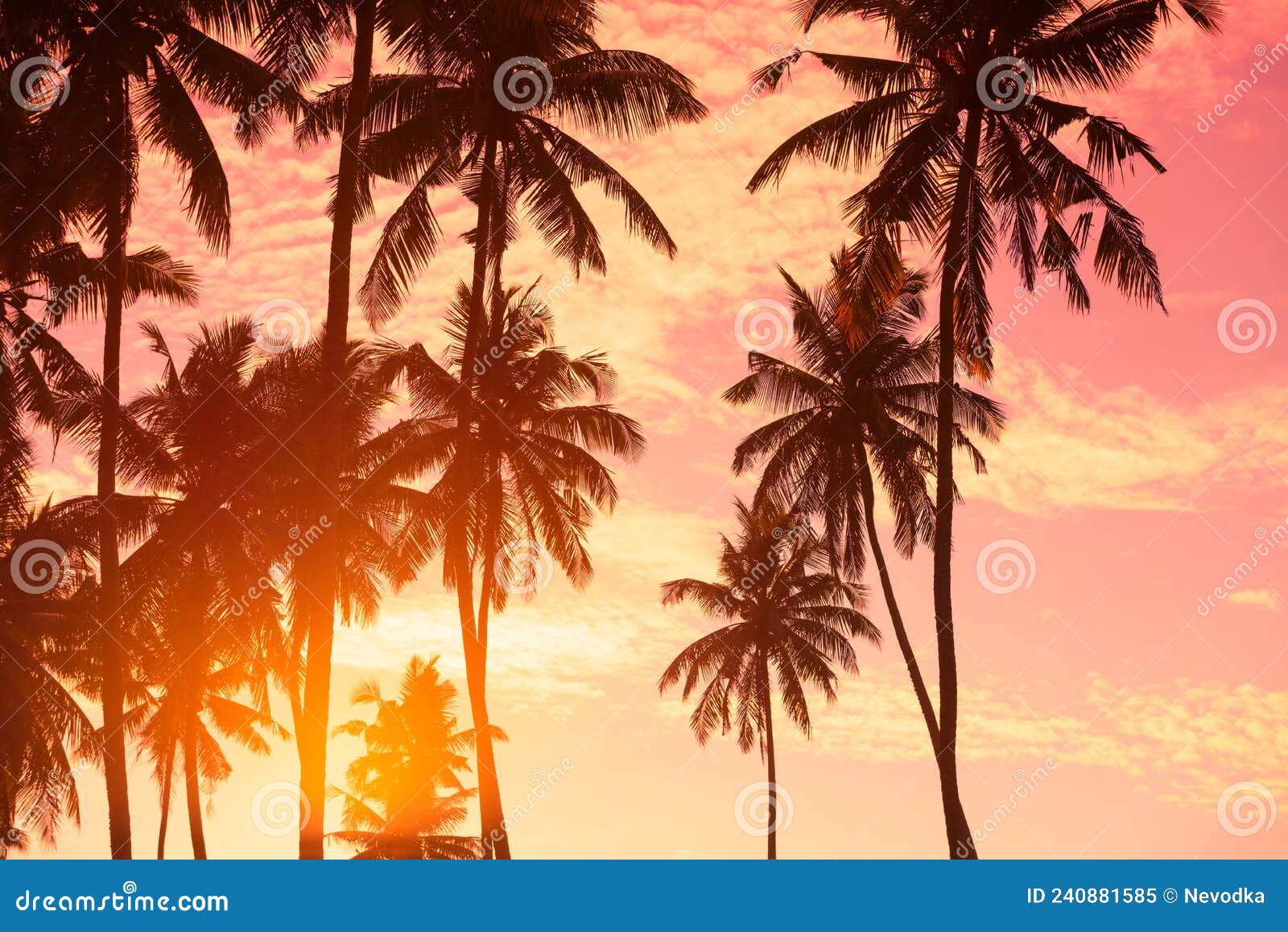 Tropical Sunset on the Beach with Coconut Palm Trees Stock Image ...