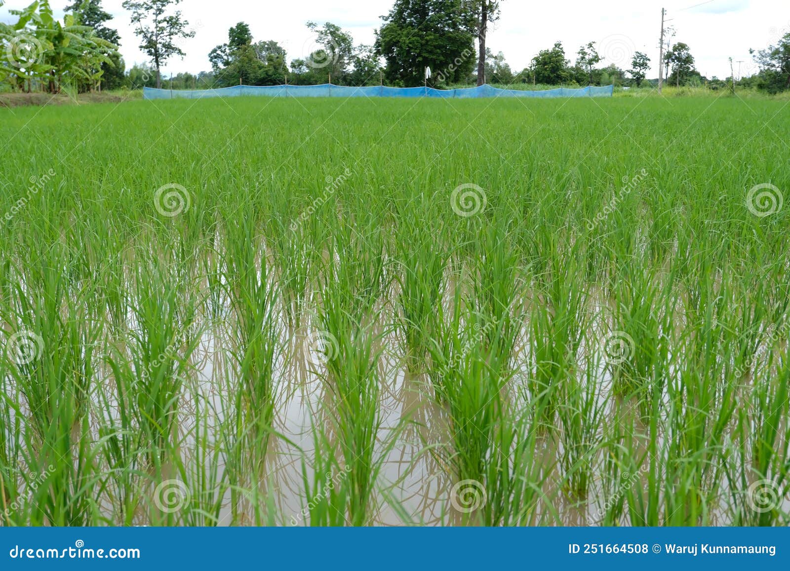 Complete Rice Fields with Green Leaves of Rice Plants. Stock Photo ...