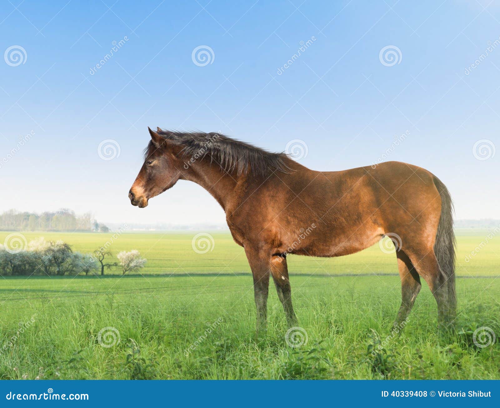 Warmblood Horse on Spring Meadow Stock Photo - Image of grass, farming ...