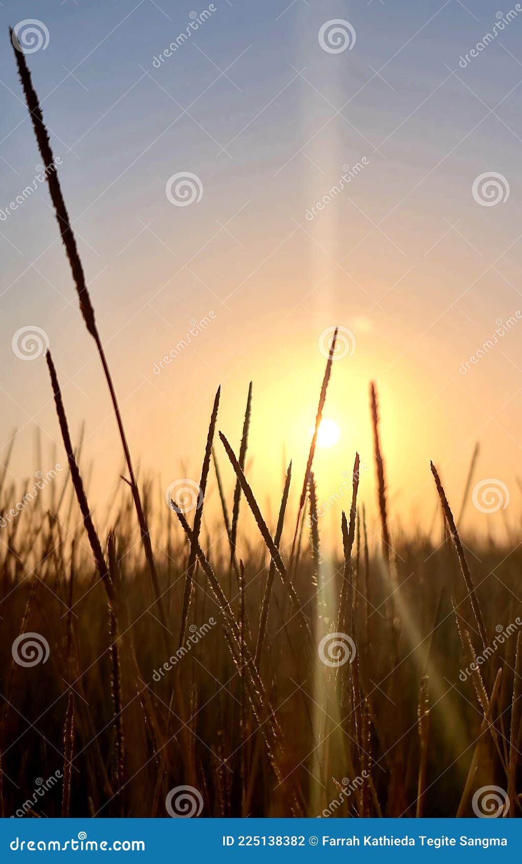 Warmth of the morning sun. stock photo. Image of sunset - 225138382