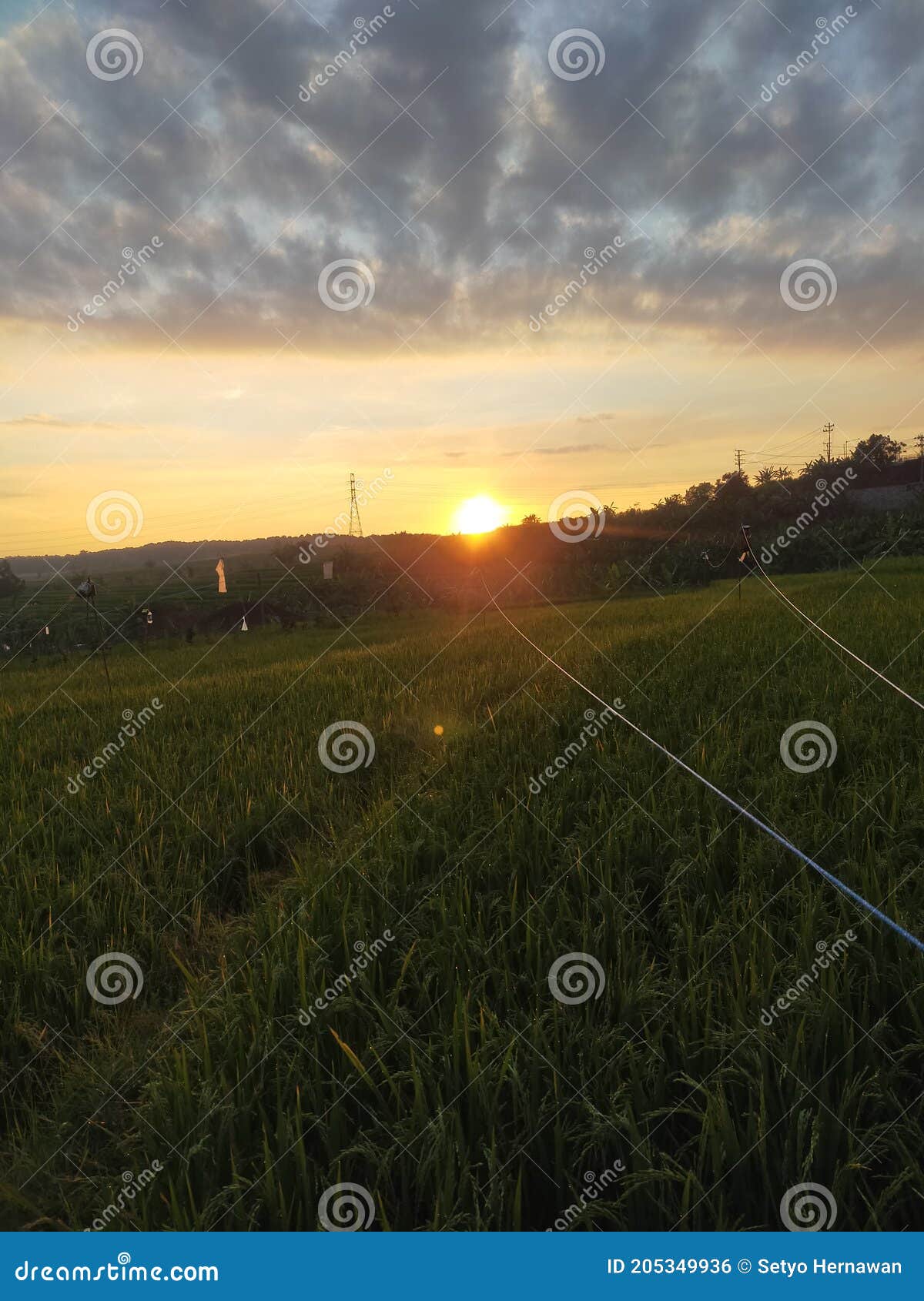 The Warmth of the Morning Sun Rises in the Rice Fields Stock Photo ...