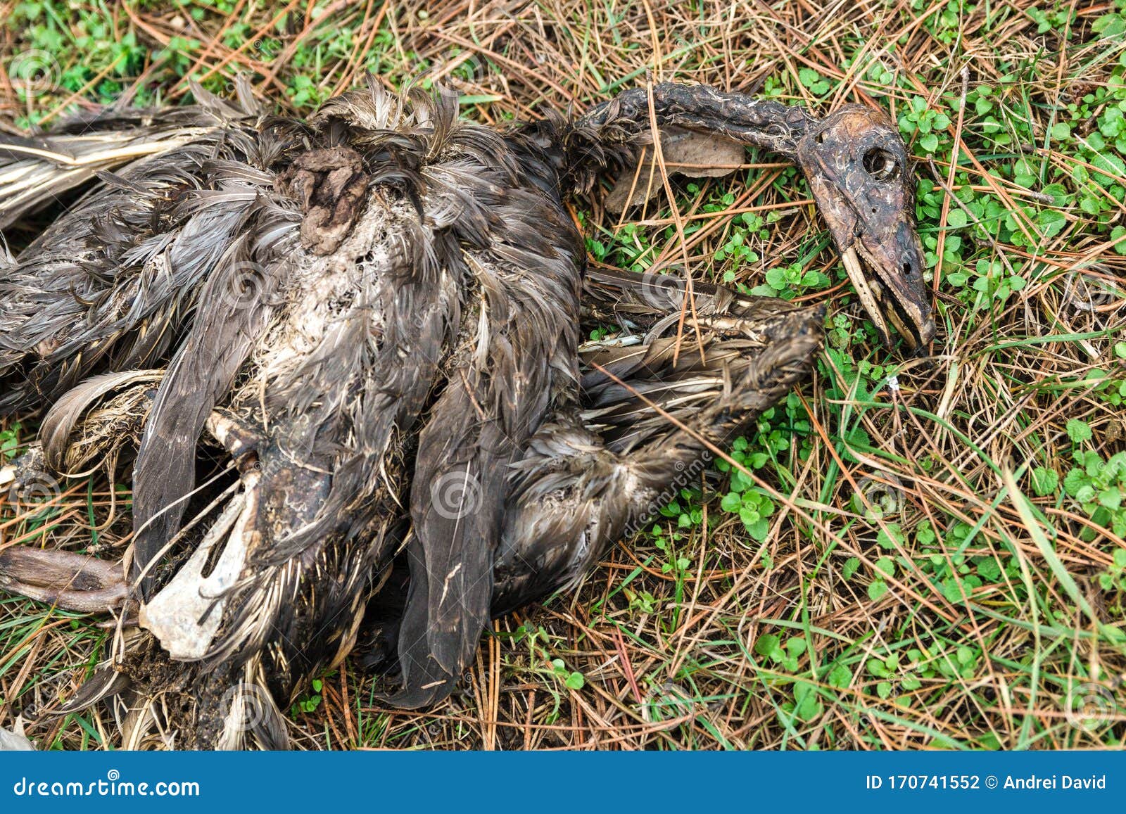 Warning Bird Flu Virus. Dead Decomposing Wild Bird on Grass Stock Photo ...
