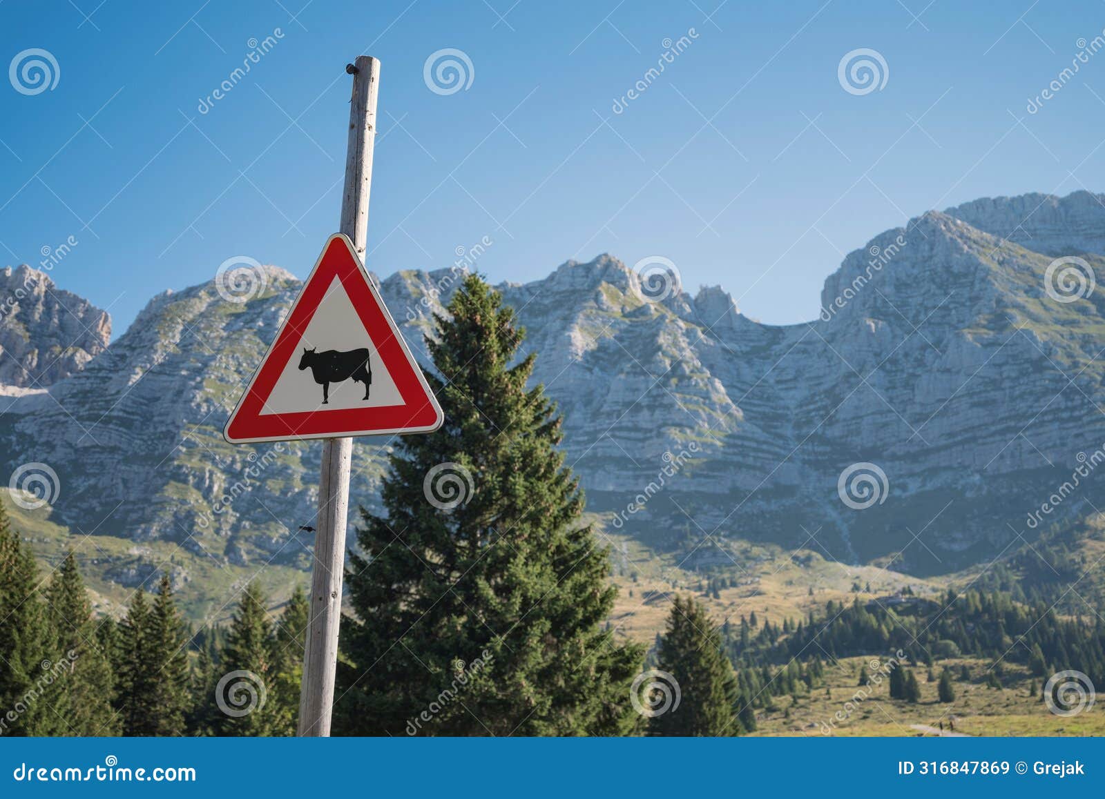 Warning Cow Sign and Cattle Hazard Stock Image - Image of mountain ...