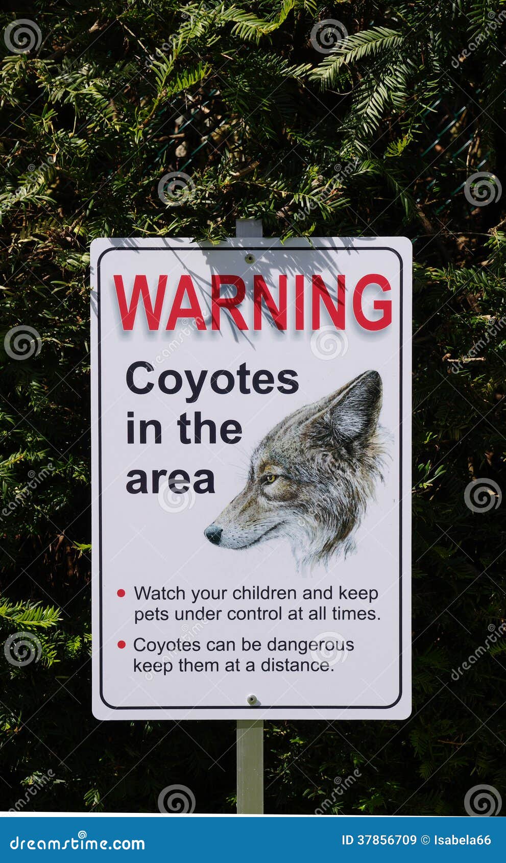 Warning, Coyotes in the Area in Park , Canada Stock Image - Image of ...