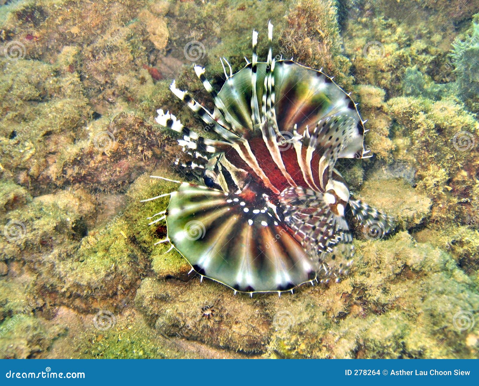 Warning Dance stock photo. Image of firefish, lionfish - 278264