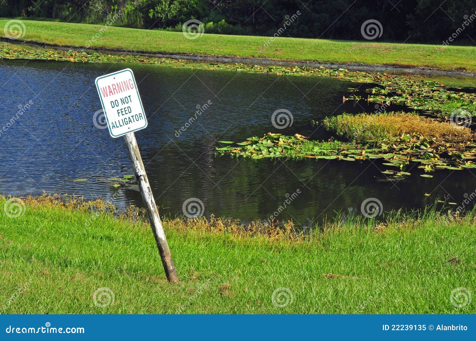 Warning Do Not Feed Alligator Sign. Stock Image - Image of wood ...
