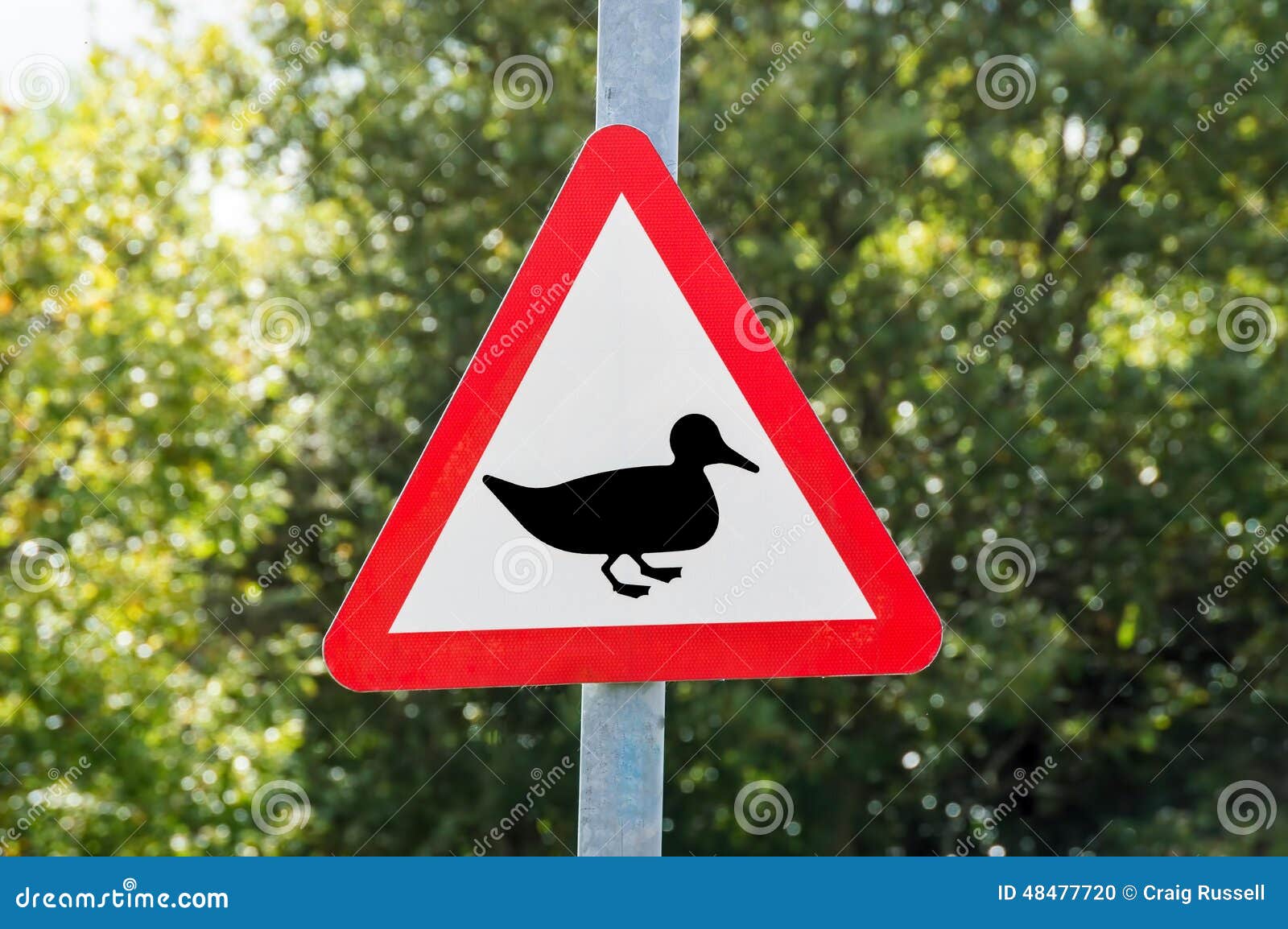 Warning of Ducks Sign stock photo. Image of highway, control - 48477720