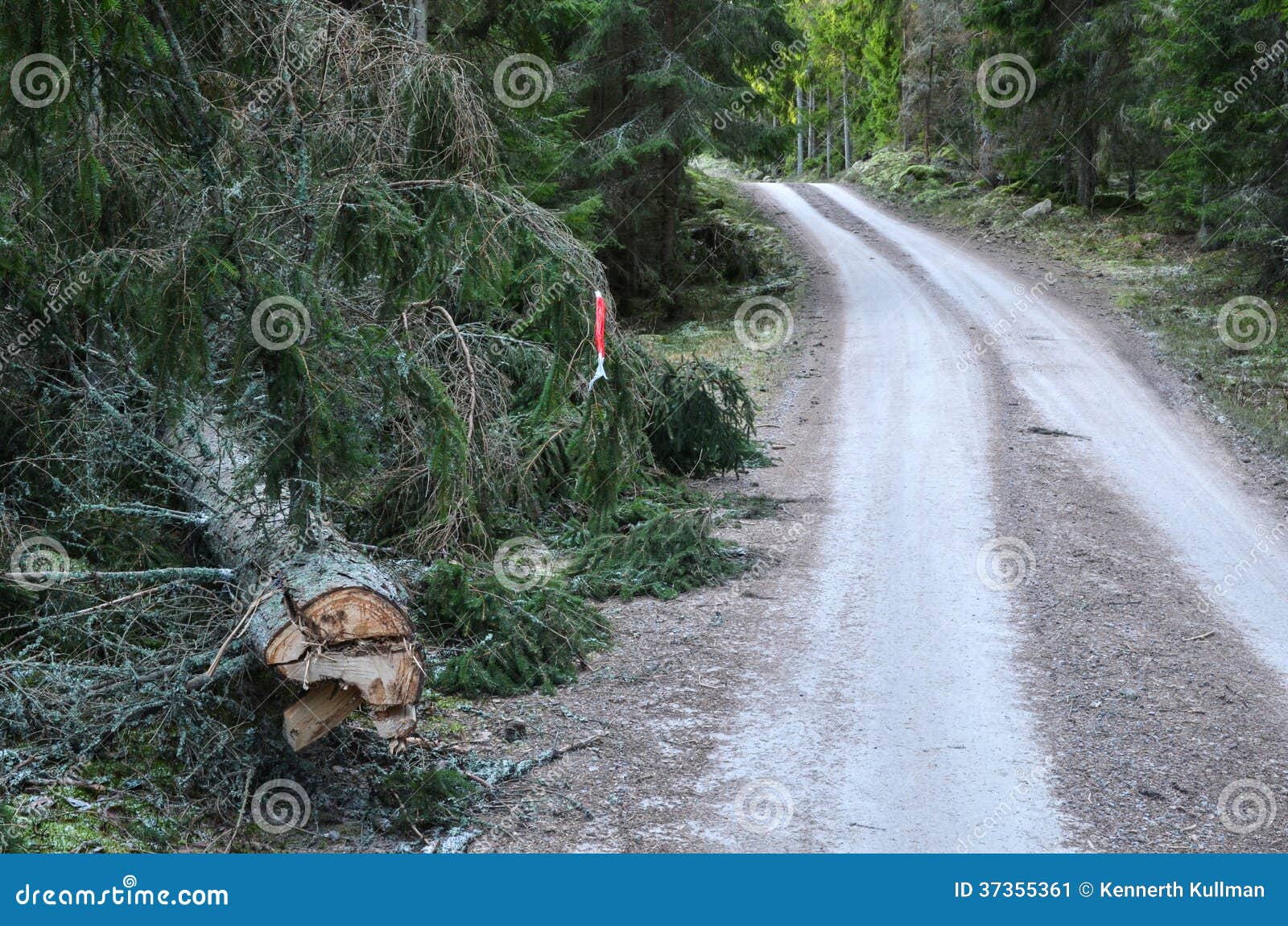 Warning for a Fallen Spruce at Roadside Stock Image - Image of season ...