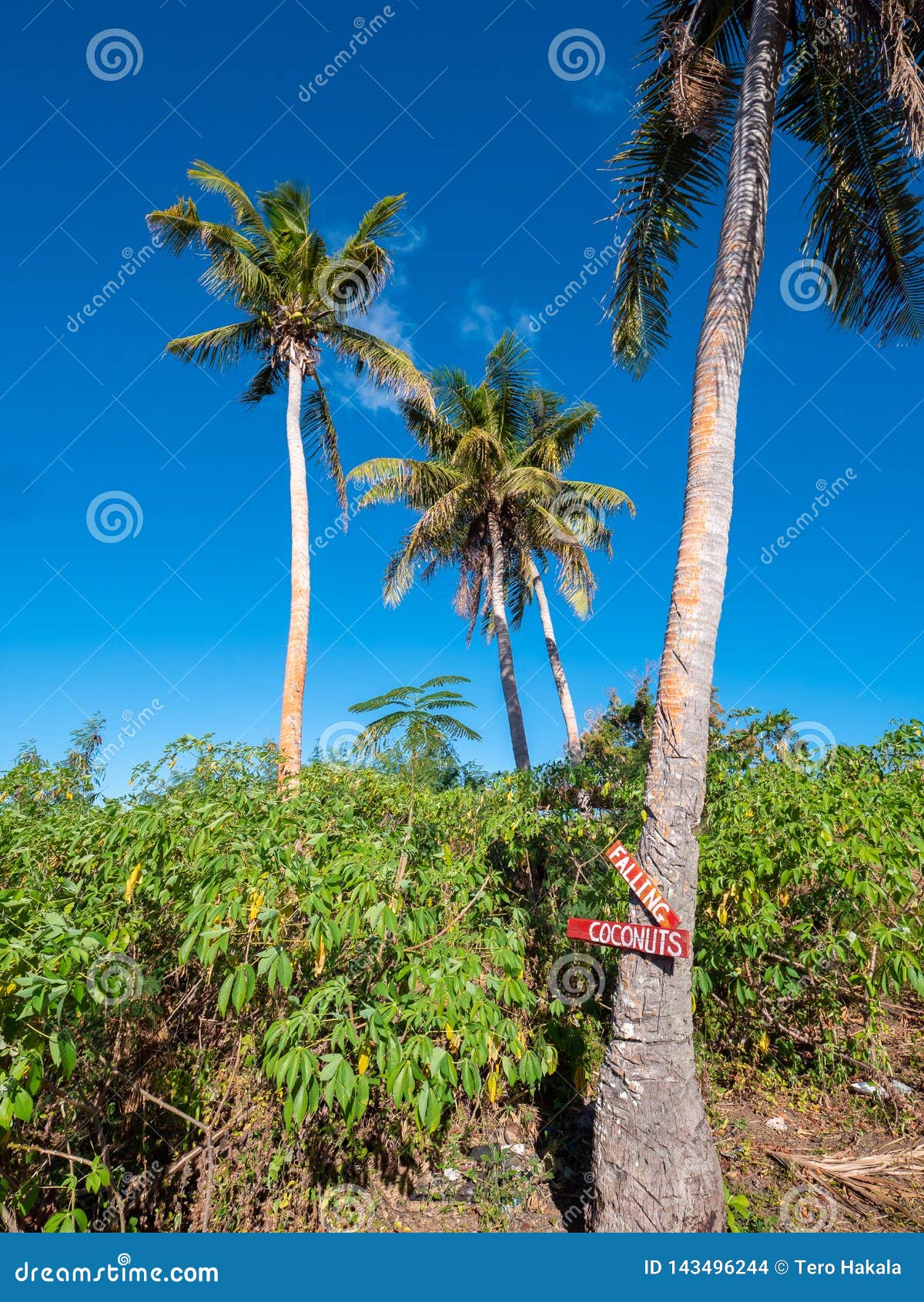 Warning about Falling Coconuts on a Palm Tree Trunk Stock Photo - Image ...