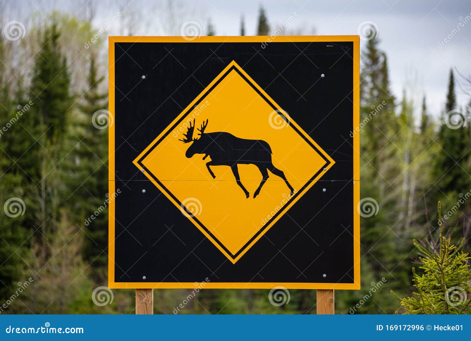 Warning of Moose Road Sign stock photo. Image of yellow - 169172996