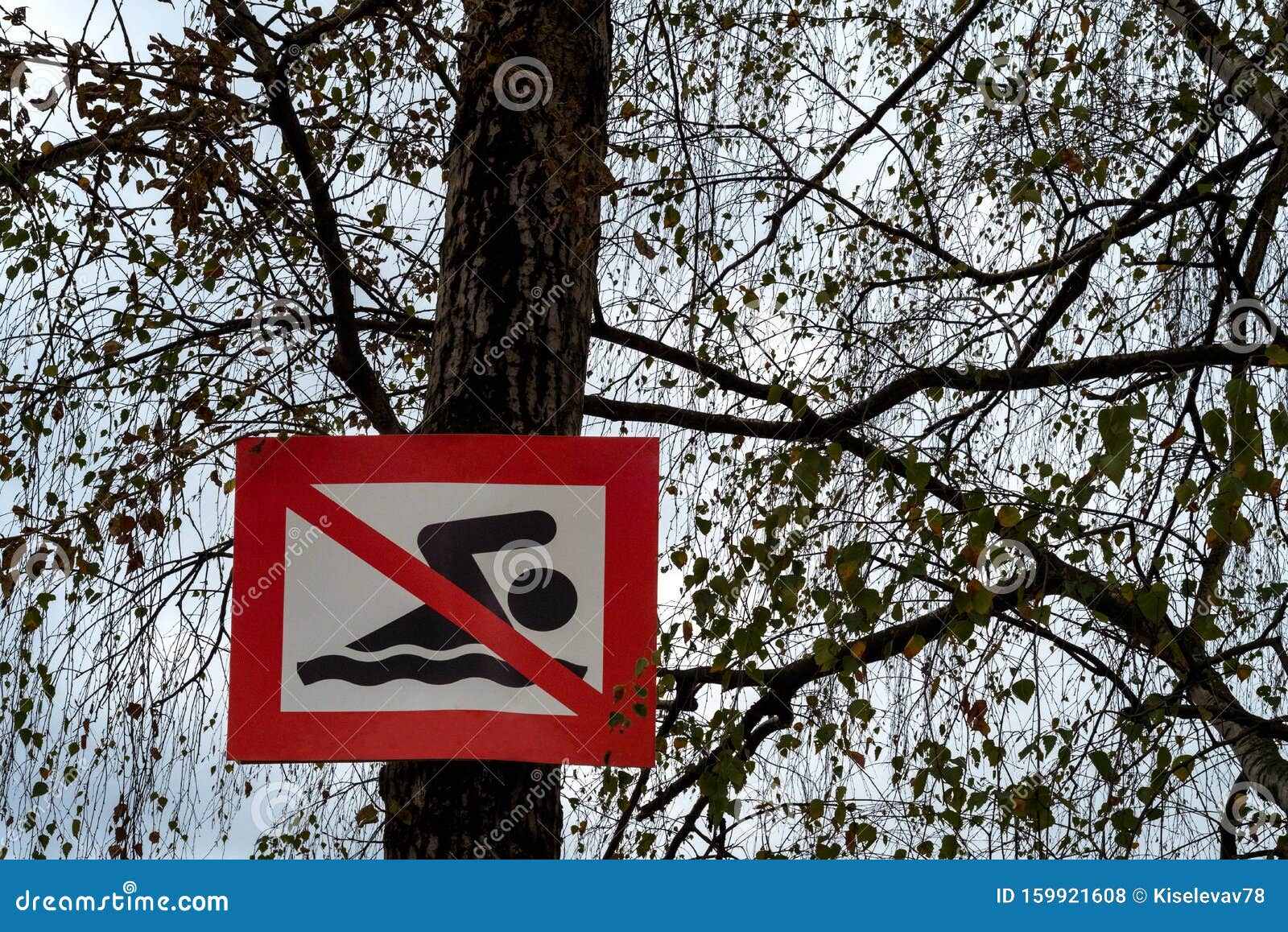 Warning Sign Bathing is Prohibited. Information Sign on the Tree Stock ...