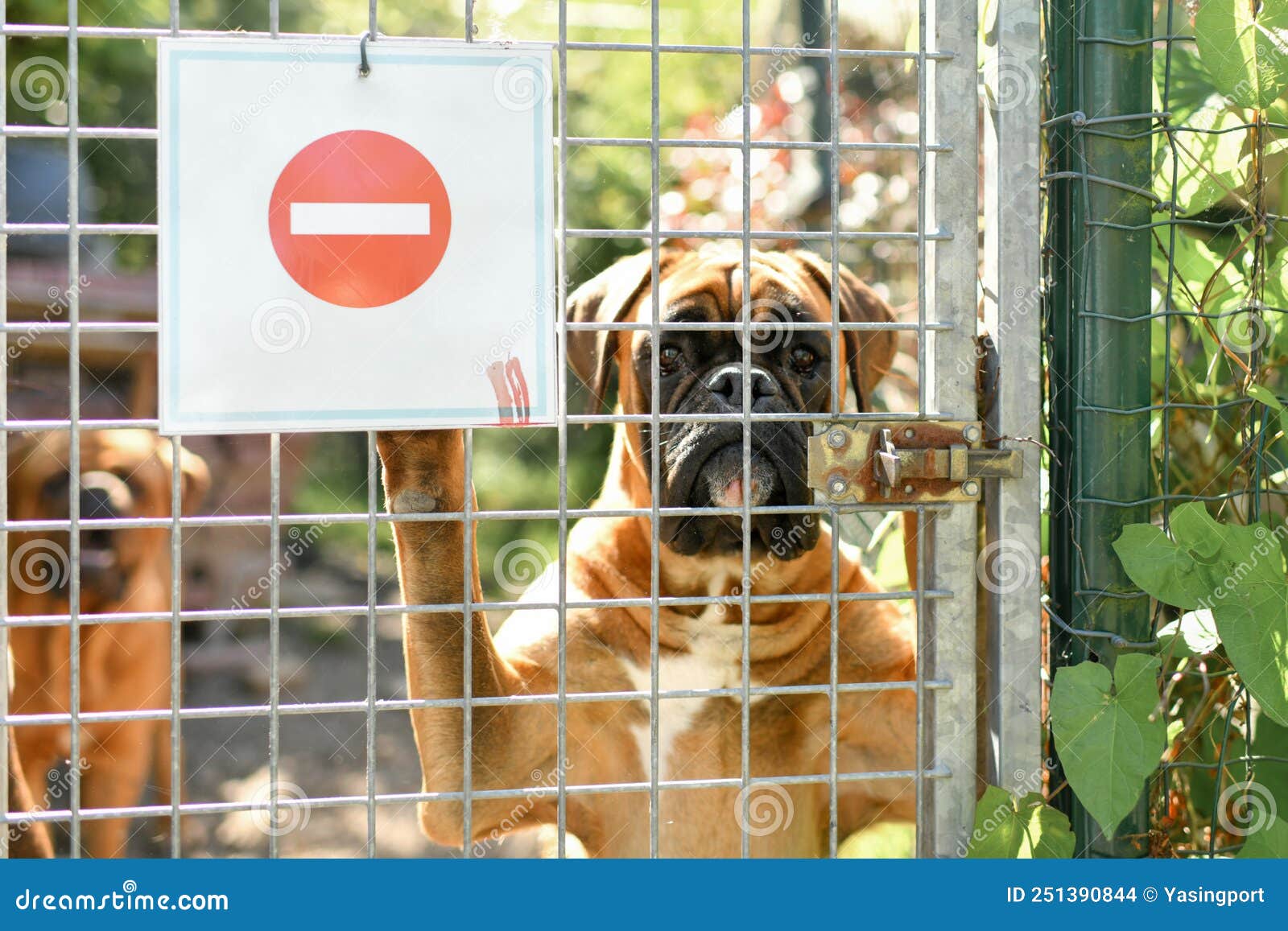 Warning Sign - Boxer Dog Guarding the House Stock Photo - Image of ...