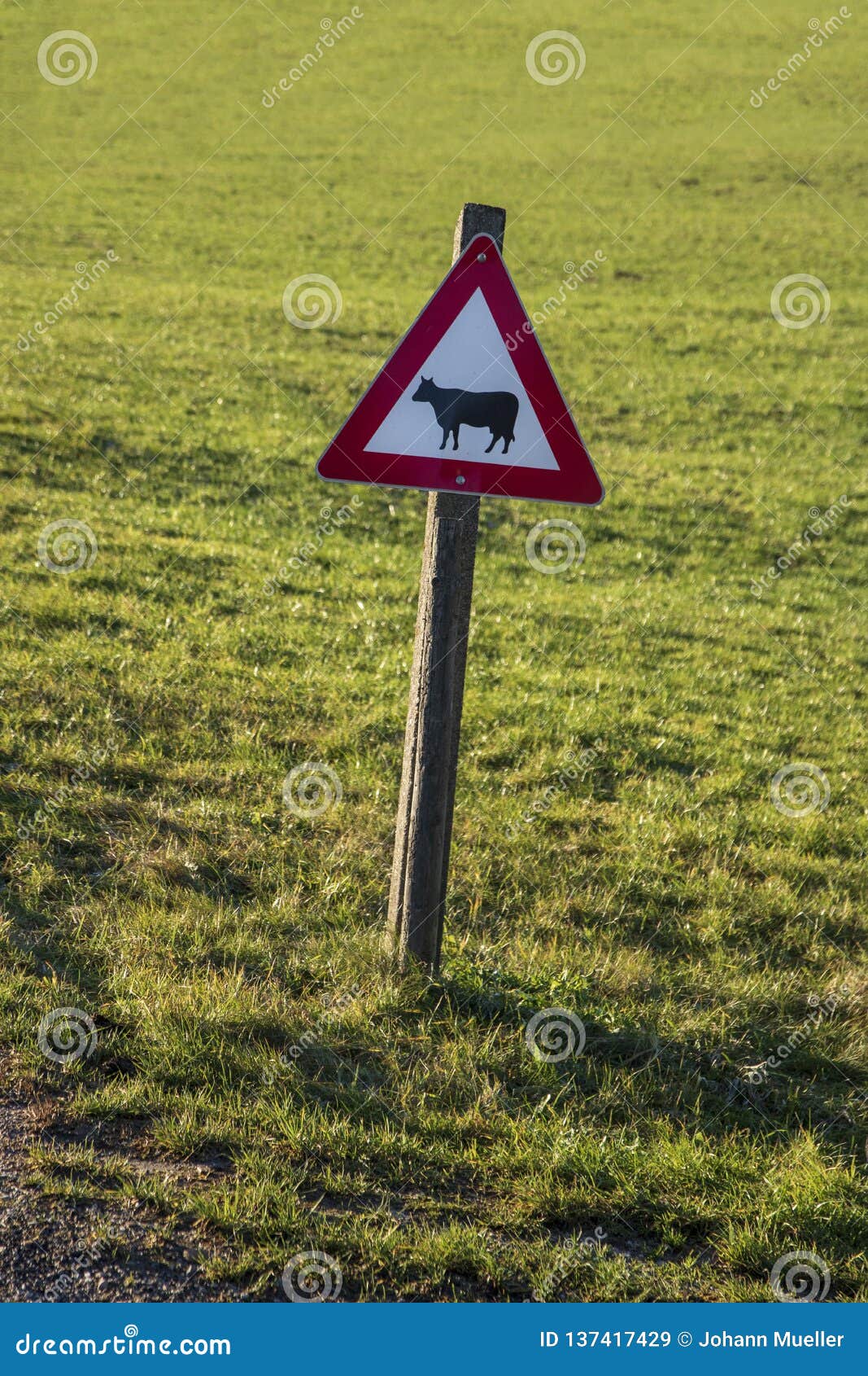 A Warning Sign with a Designed Black Cow Stock Image - Image of space ...