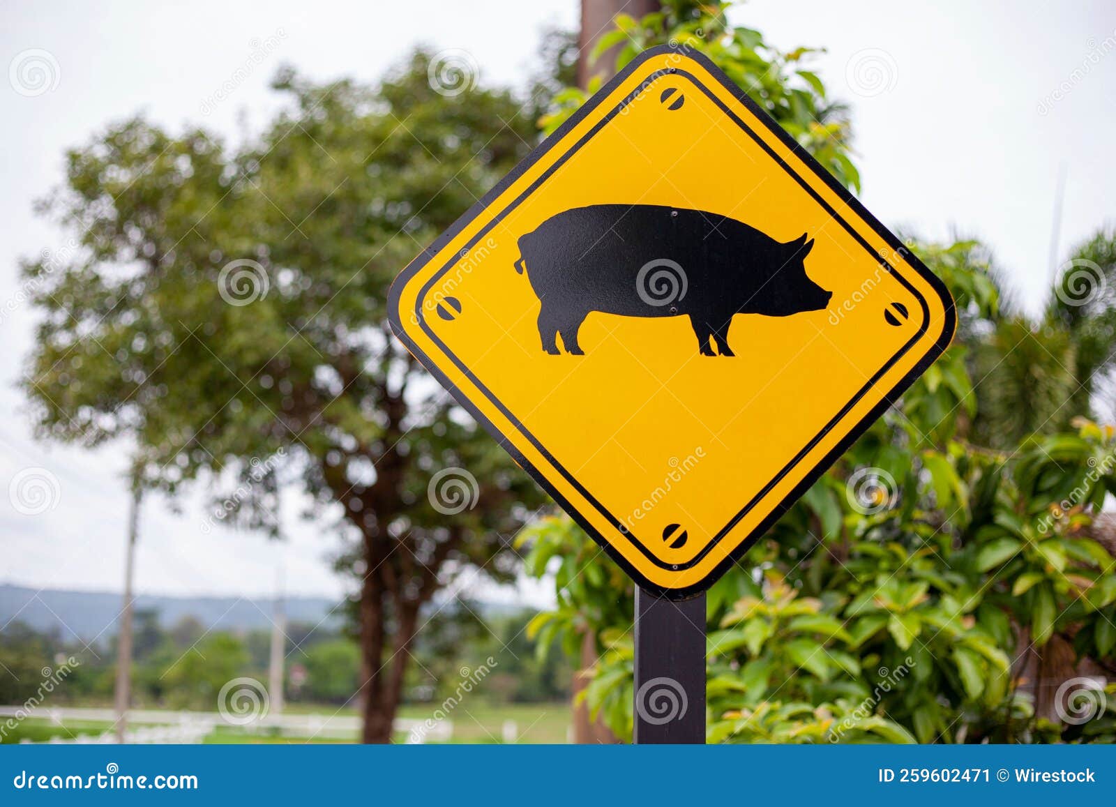 Warning Sign of a Pig with Trees in the Background Stock Image - Image ...