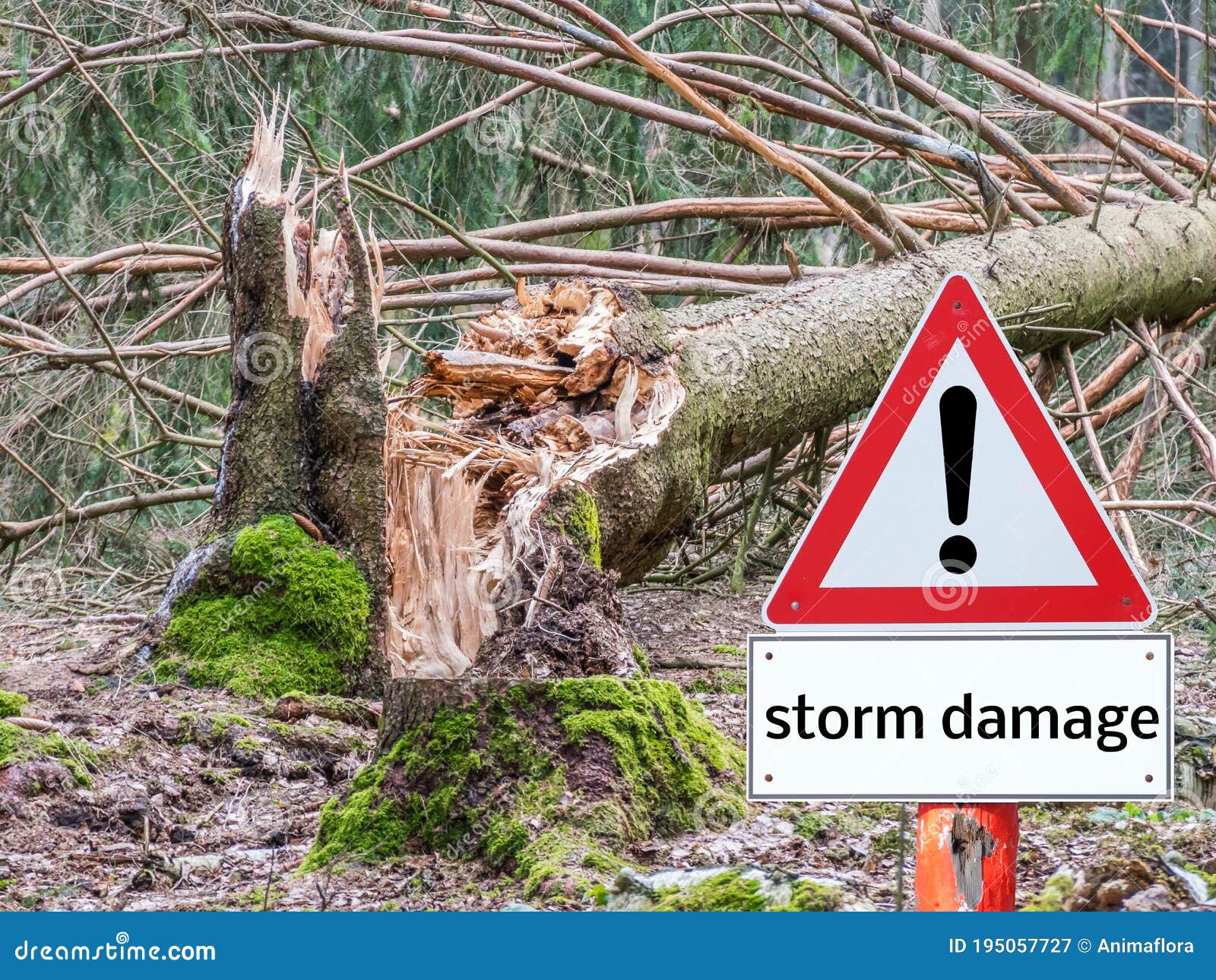 Warning Sign Storm Damage Tree Stock Image - Image of lightning ...