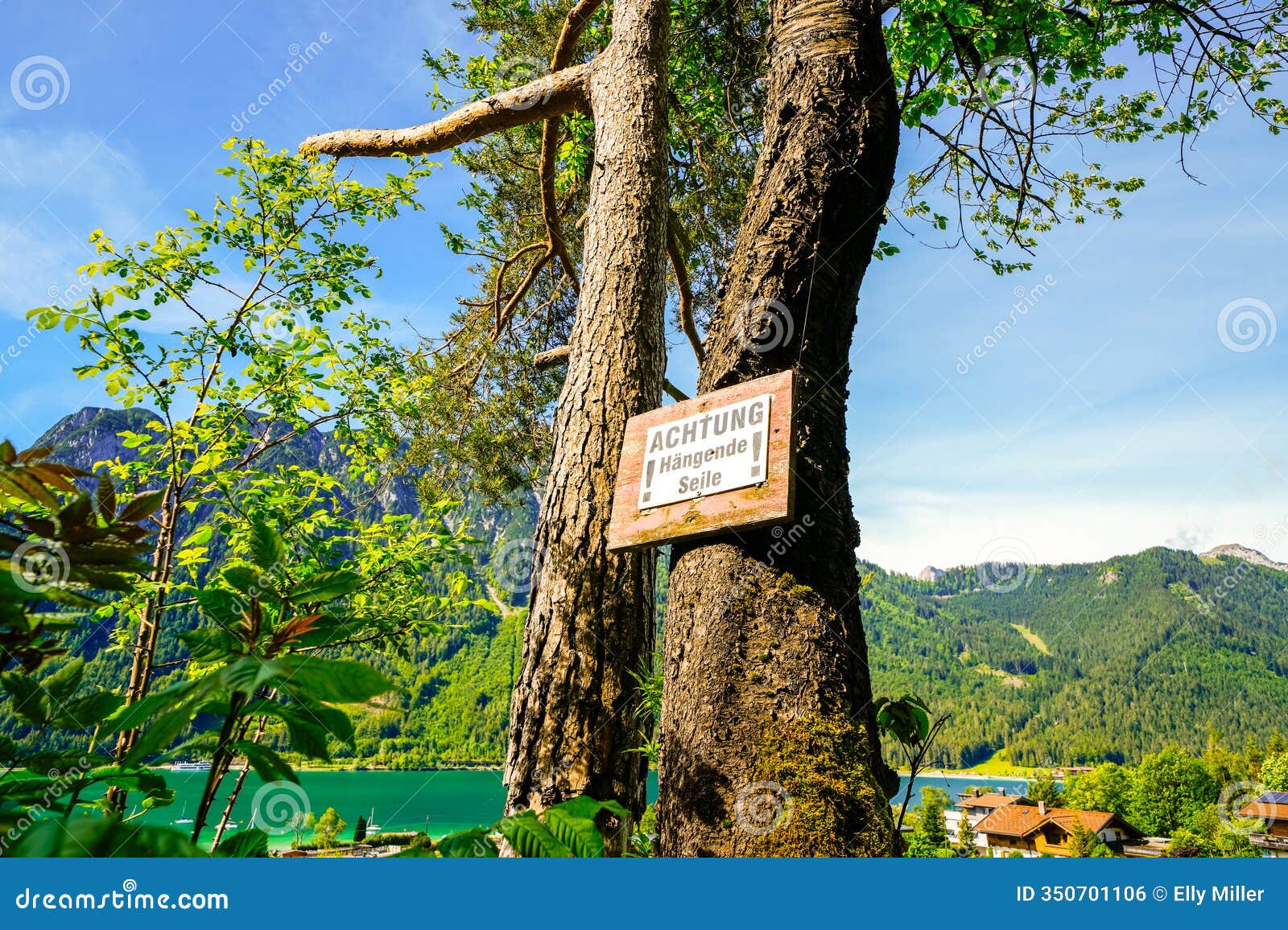 Warning sign on a tree stock photo. Image of nature - 350701106