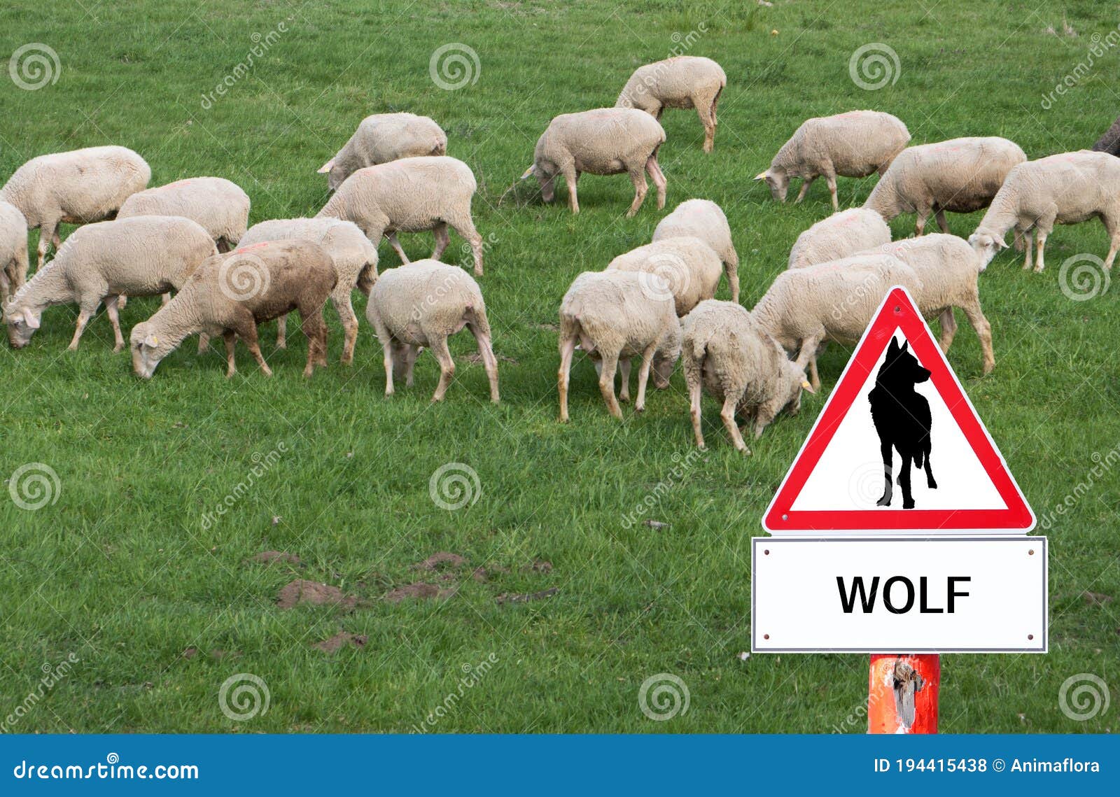 Warning Sign Wolf Flock Of Sheep Stock Photo | CartoonDealer.com #194415438