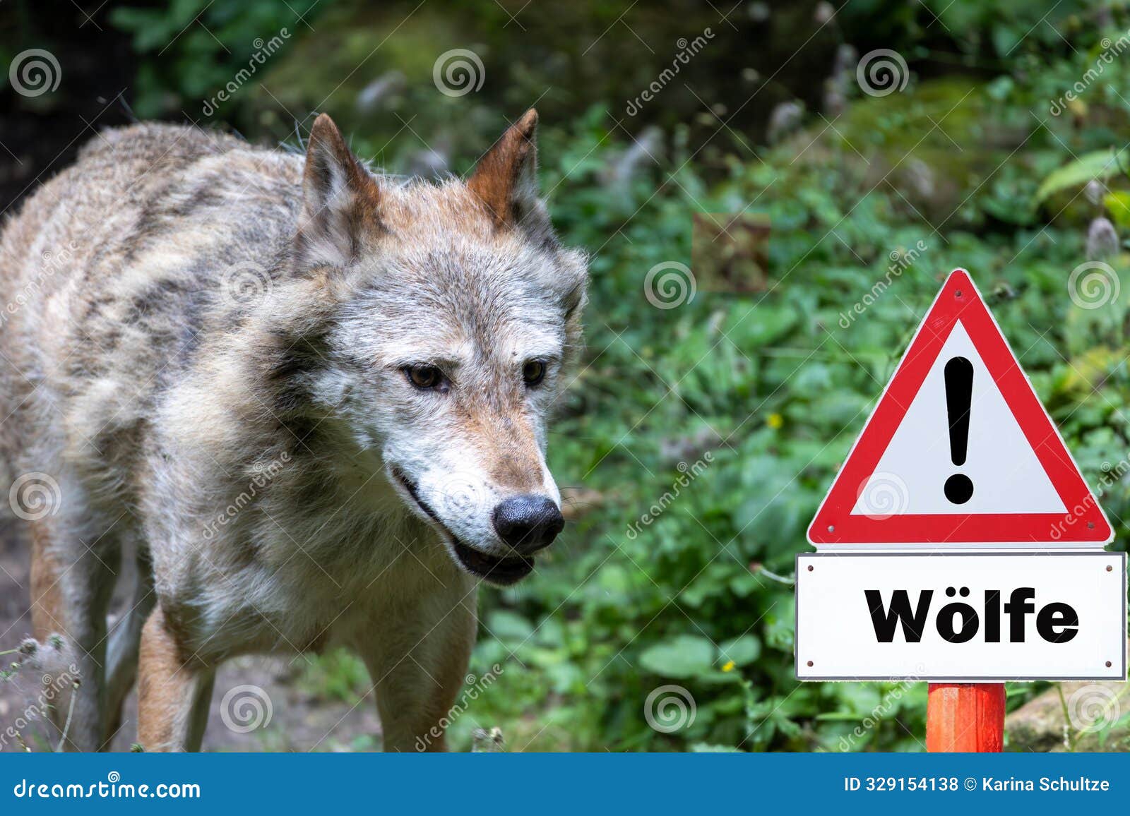 Warning Sign Wolf in Germany Stock Photo - Image of nature, editorial ...
