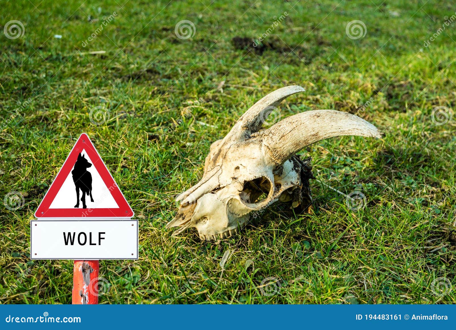 Warning Sign Wolf with Skeleton Stock Image - Image of antler, fence ...