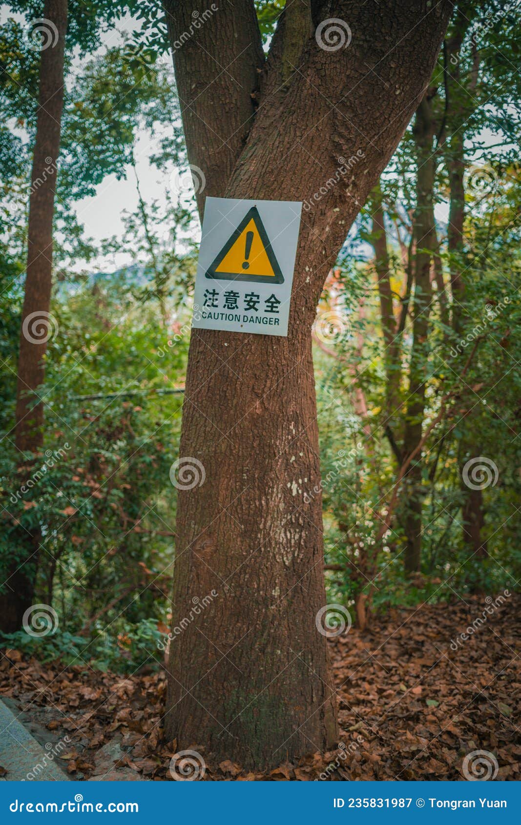 Warning Signs on Tree Trunks Stock Image - Image of trunks, tree: 235831987