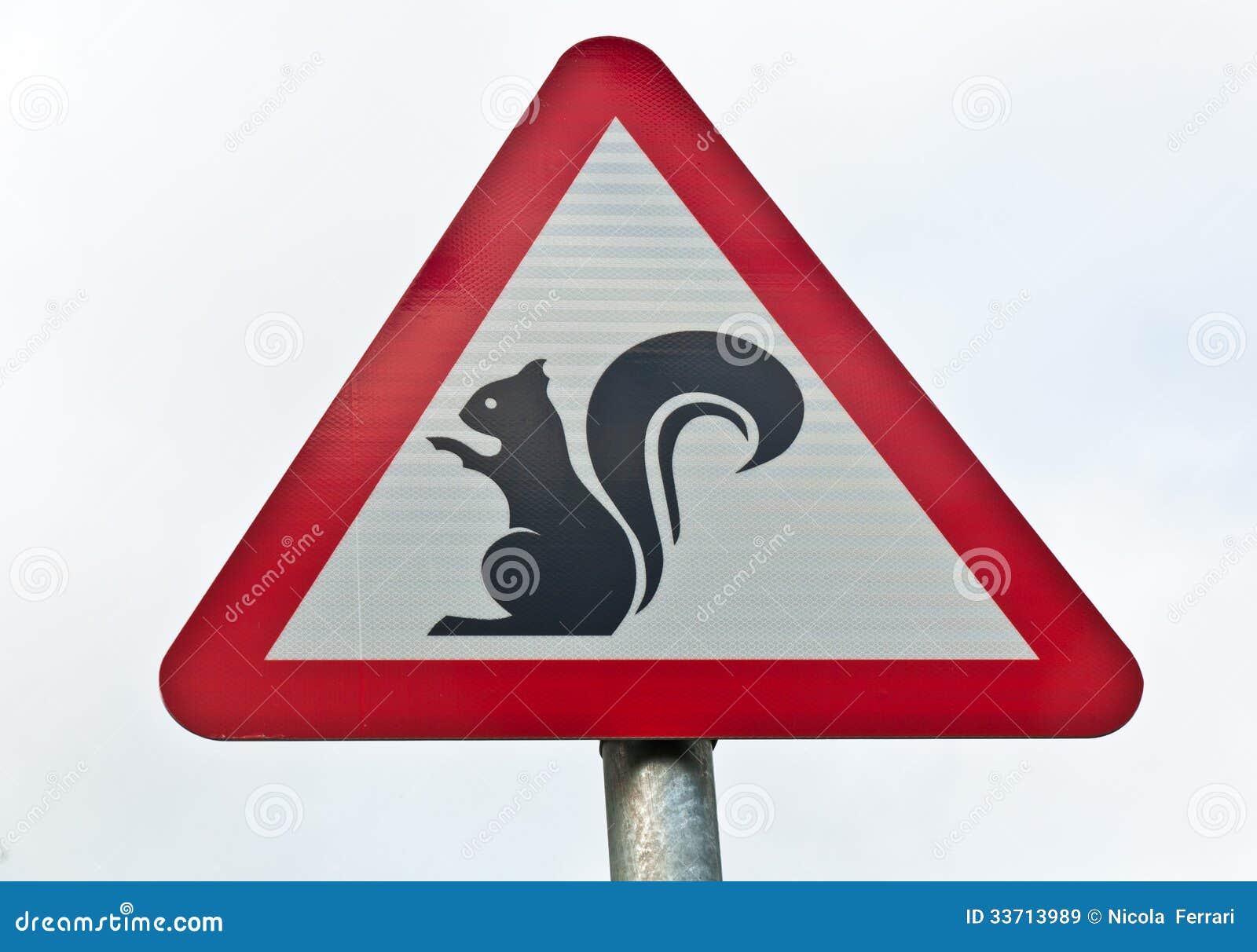 Warning... Squirrels!! stock image. Image of safety, roadsign - 33713989