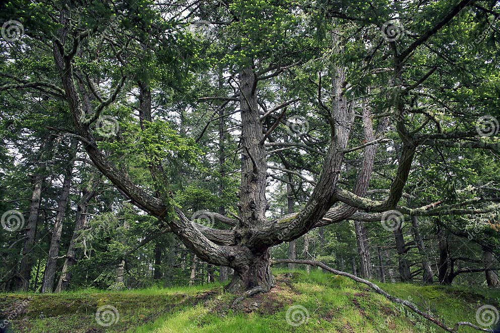 Warped Tree stock photo. Image of island, forest, nature - 27793852