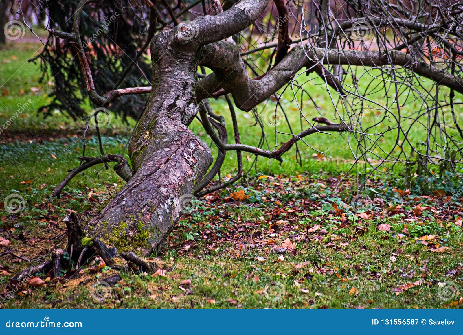 Warped Tree is Pressed Against the Ground Stock Image - Image of curved ...