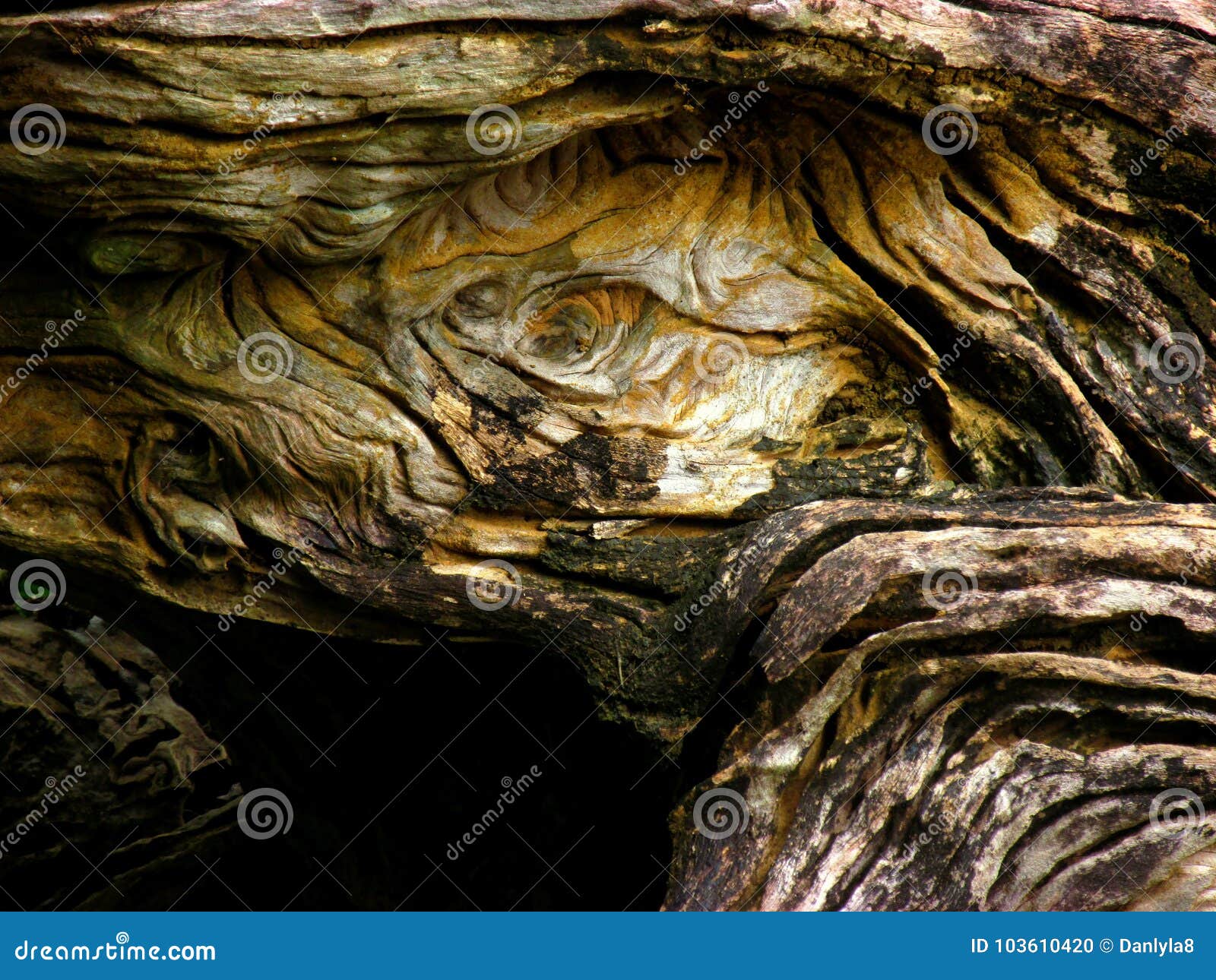 Organic Texture: Warped Tree Trunk Background Stock Photo - Image of ...