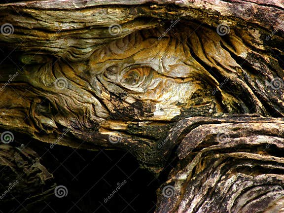 Organic Texture: Warped Tree Trunk Background Stock Photo - Image of ...