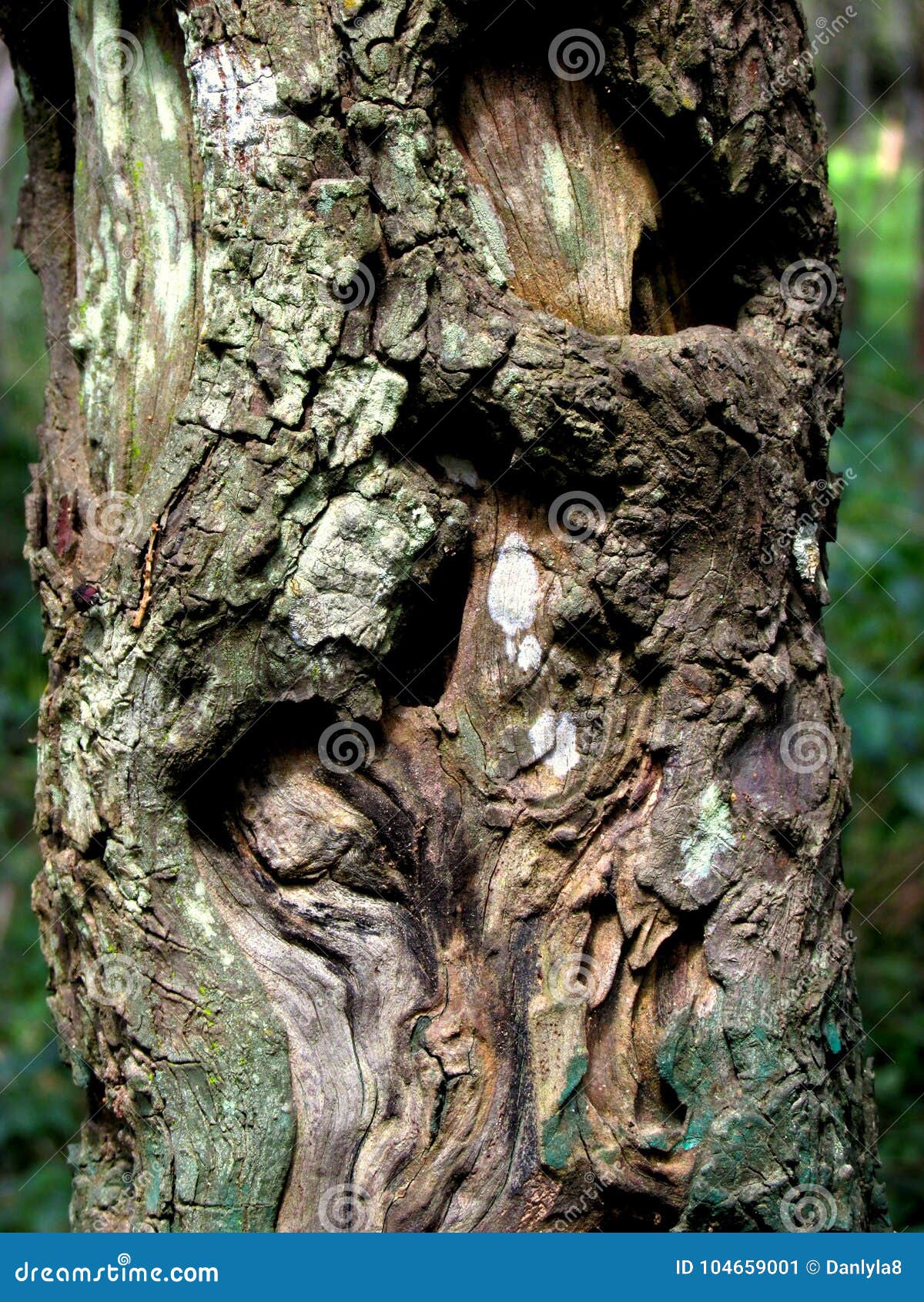 Organic Texture: Warped Tree Trunk in Green Background Stock Image ...