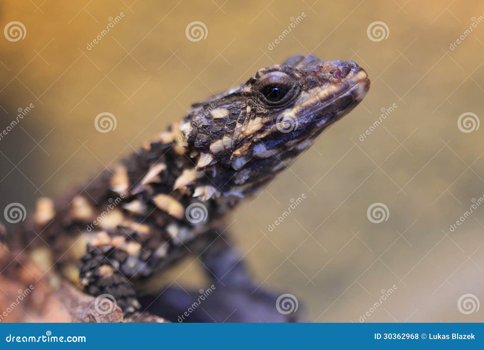 Warren girdled lizard stock photo. Image of warren, girdled - 30362968