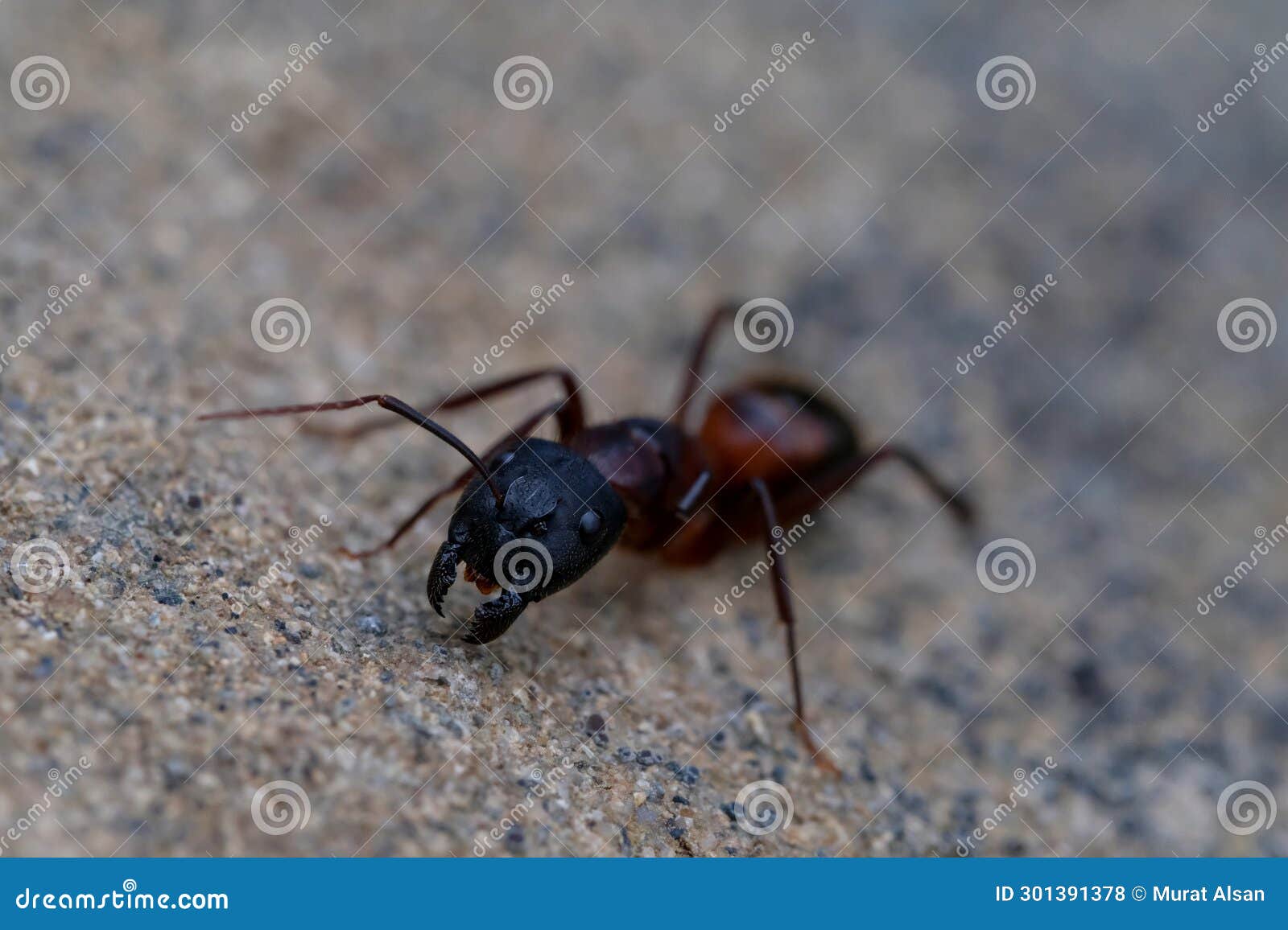 Warrior ant on the ground stock photo. Image of beetle - 301391378