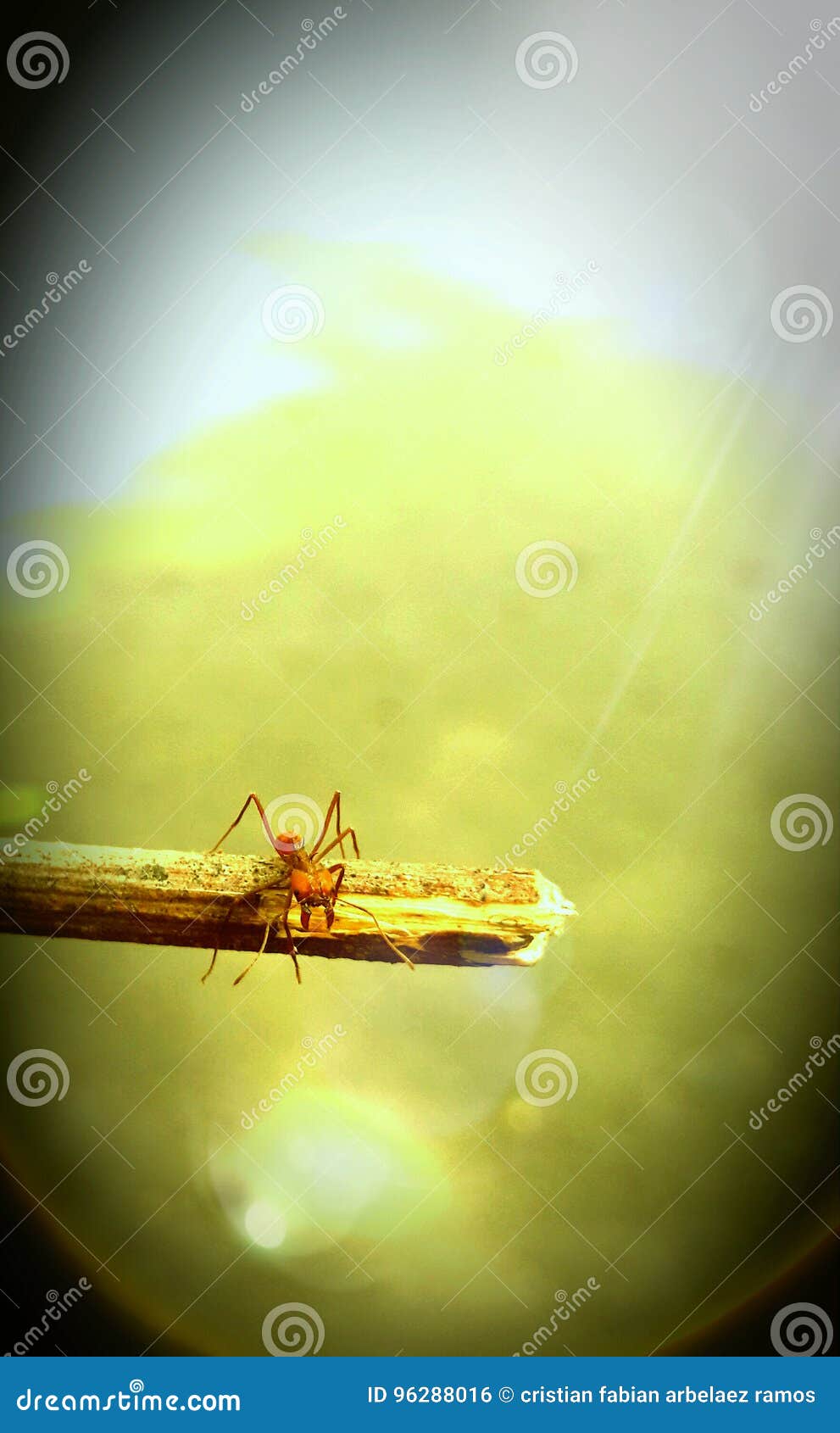 Warrior ant stock photo. Image of power, warrior, shows - 96288016