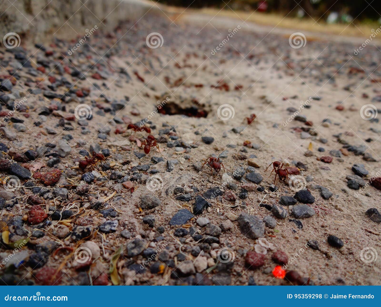 Warrior ants stock photo. Image of ground, warriors, ants - 95359298