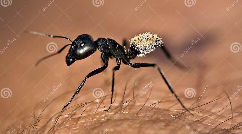 Warrior termite stock image. Image of body, mouth, legs - 2774285